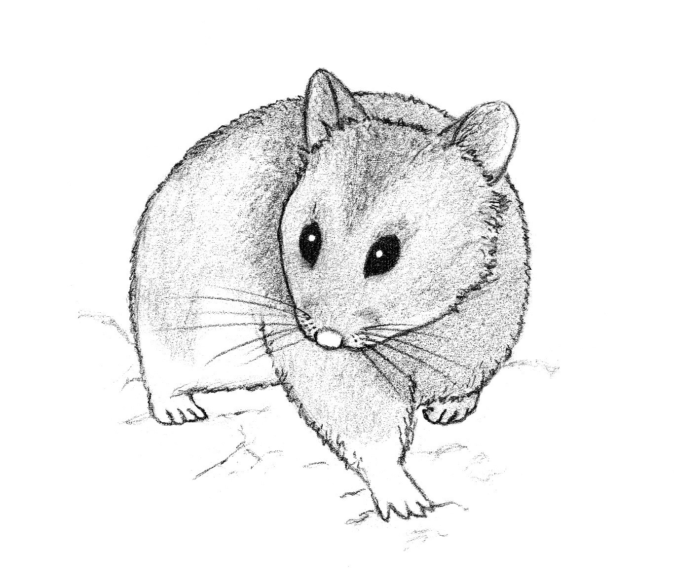hamster sketch
