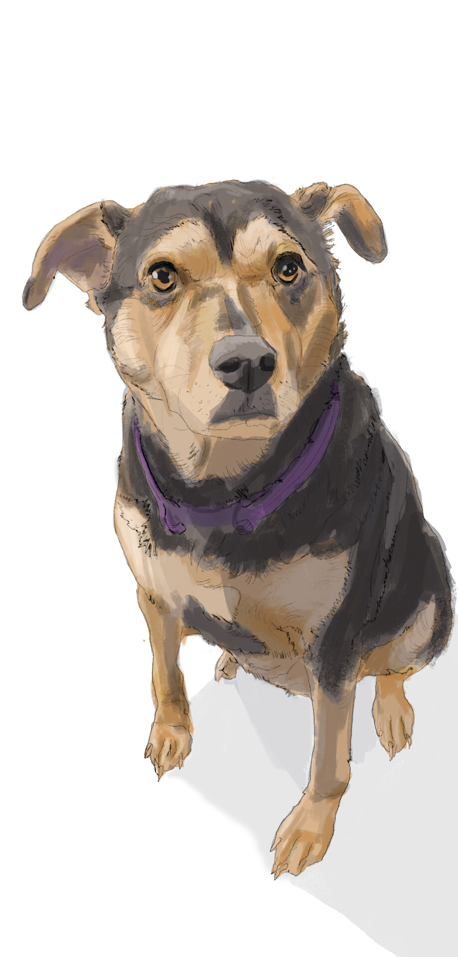 ArtStation - Pet dog "Evie" Animal Portrait