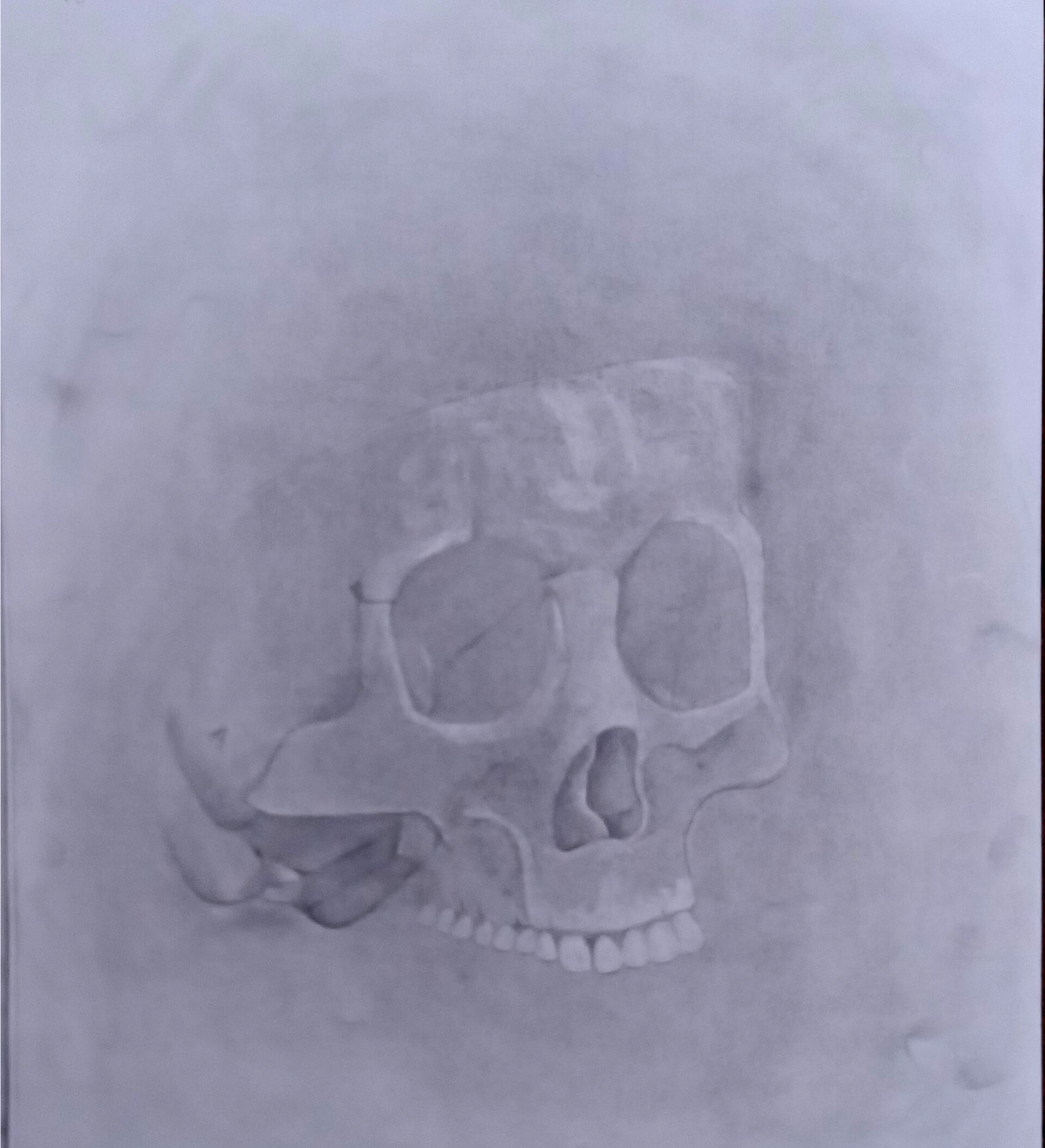 ArtStation - Erasure Skull Study