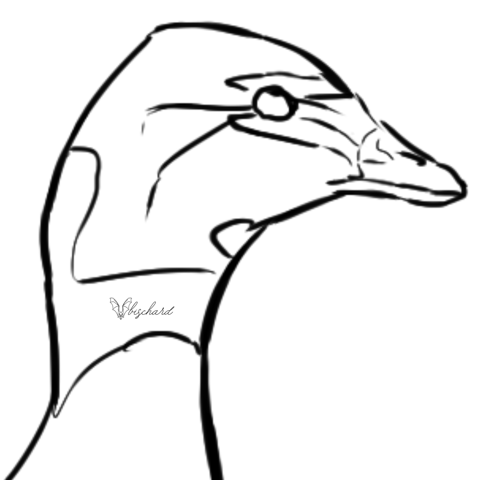 Wood Duck Drawing Outline