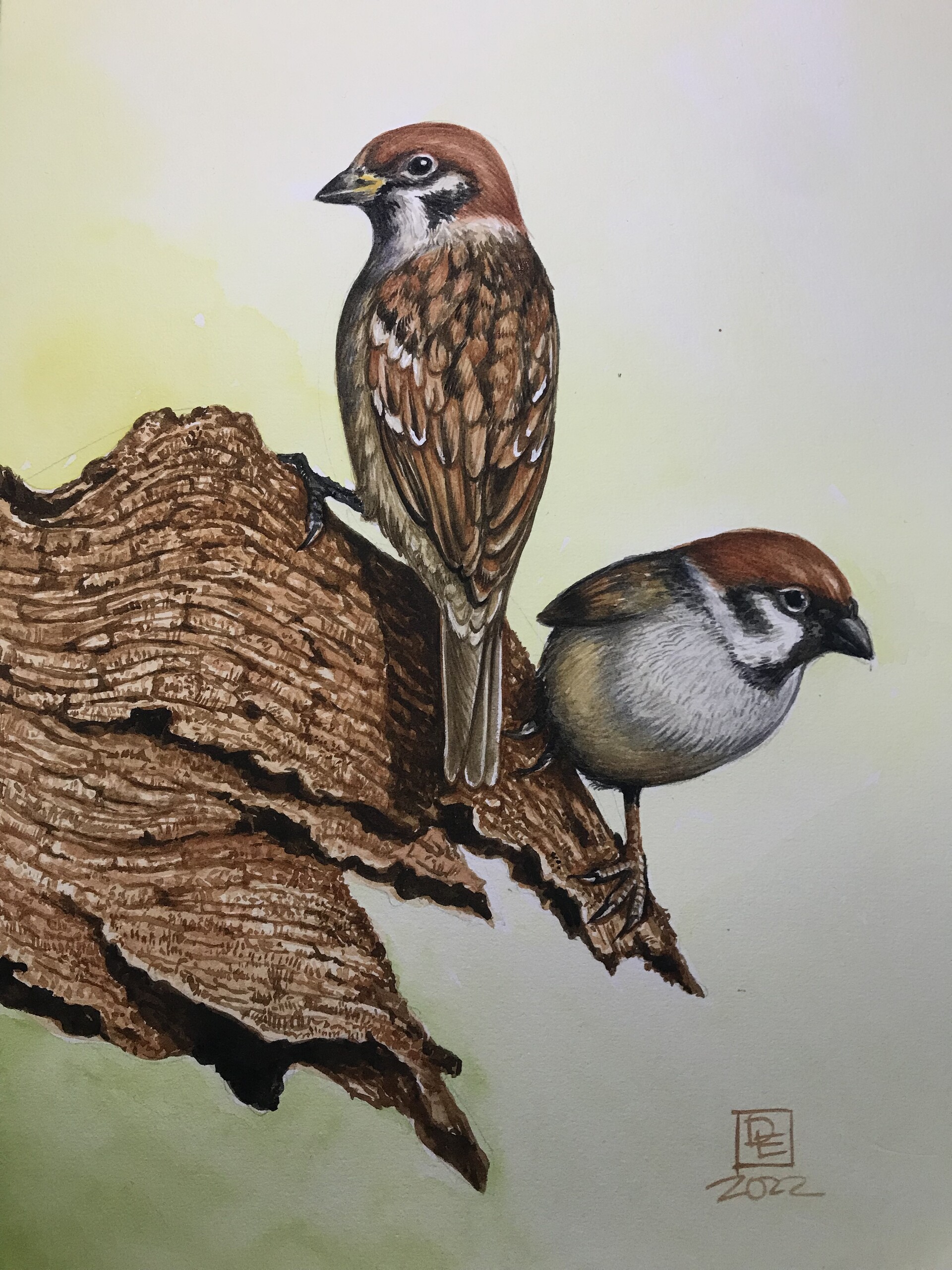 ArtStation - House Sparrow Bird Water Colour art