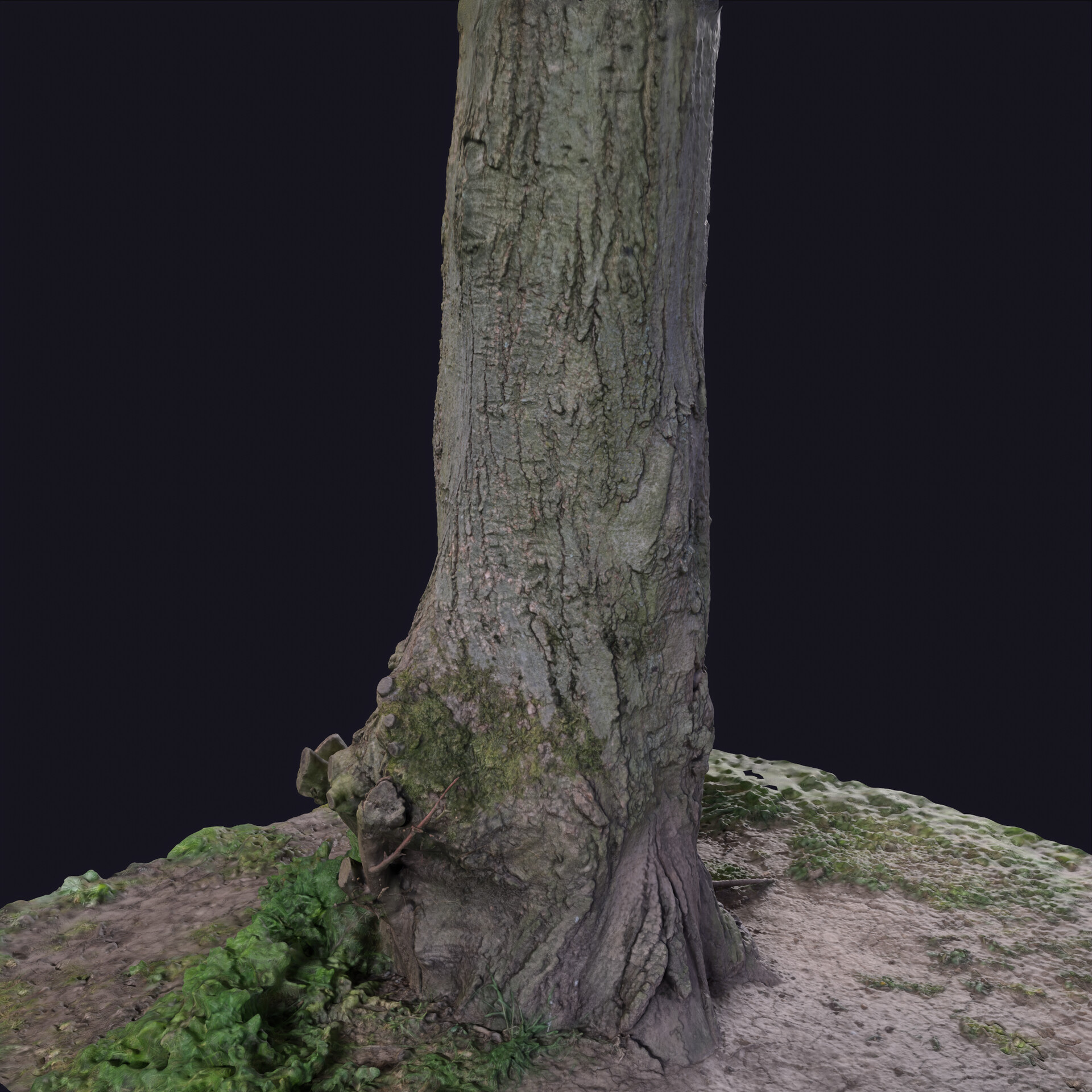 Adam Taylor - Tree Photogrammetry