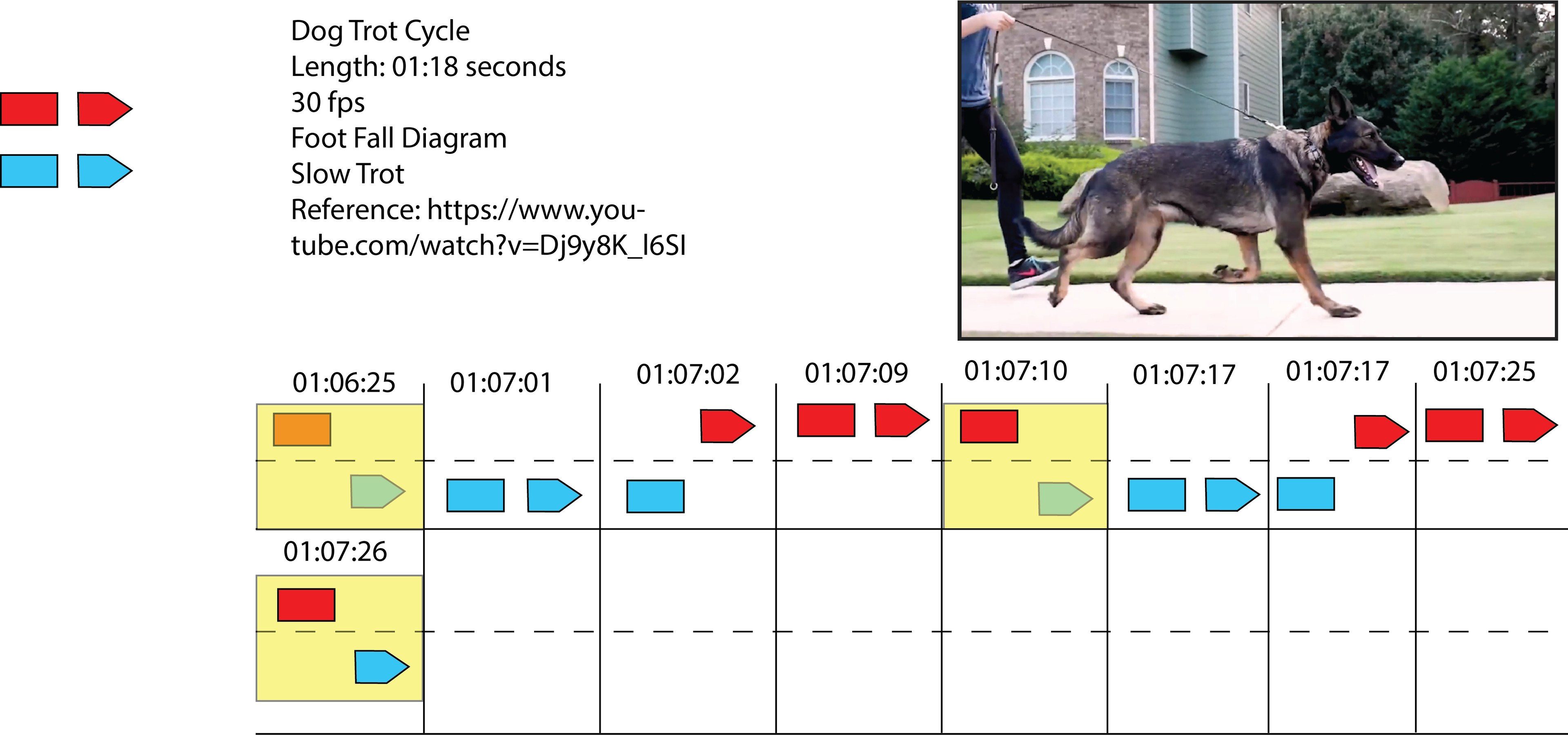 Garvin Beltz - Dog Gait Pattern Analysis