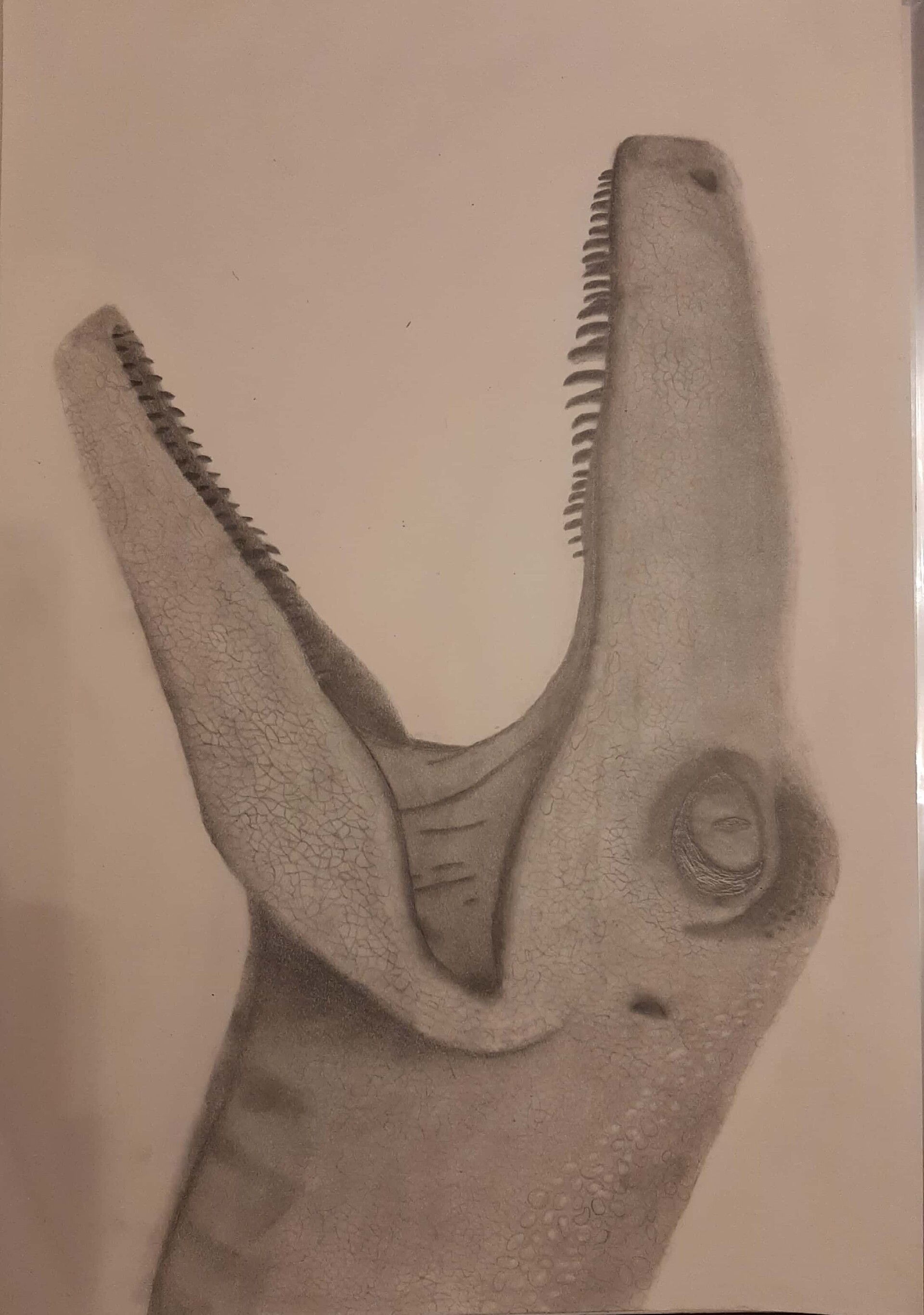 ArtStation - Troodon (Sketch)