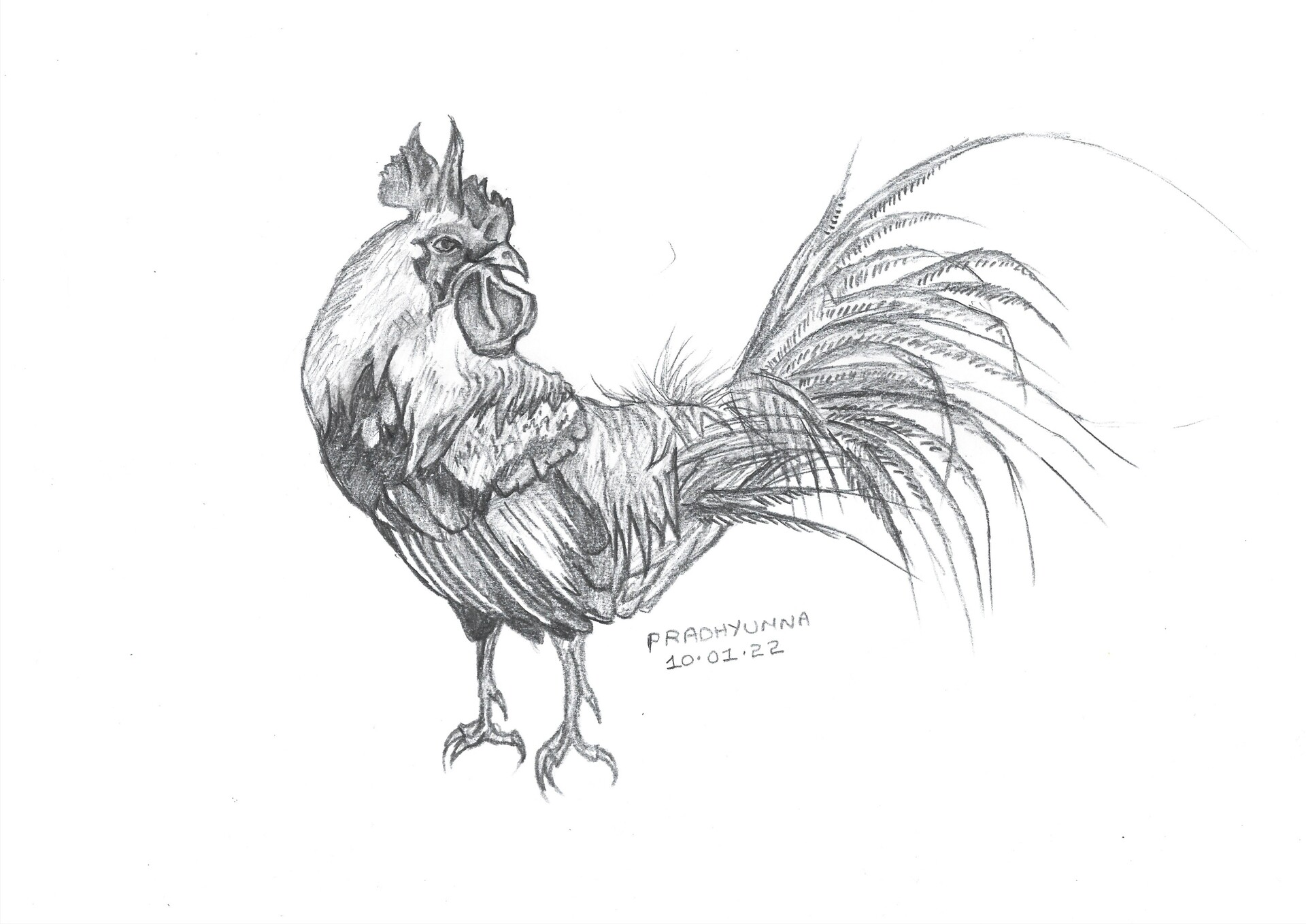 ArtStation - Rooster