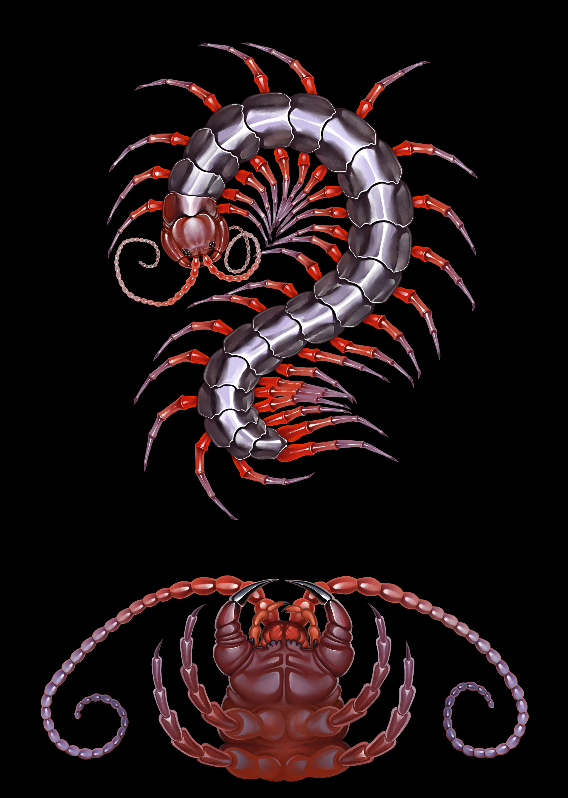 ArtStation - Scolopendra subspinipes study