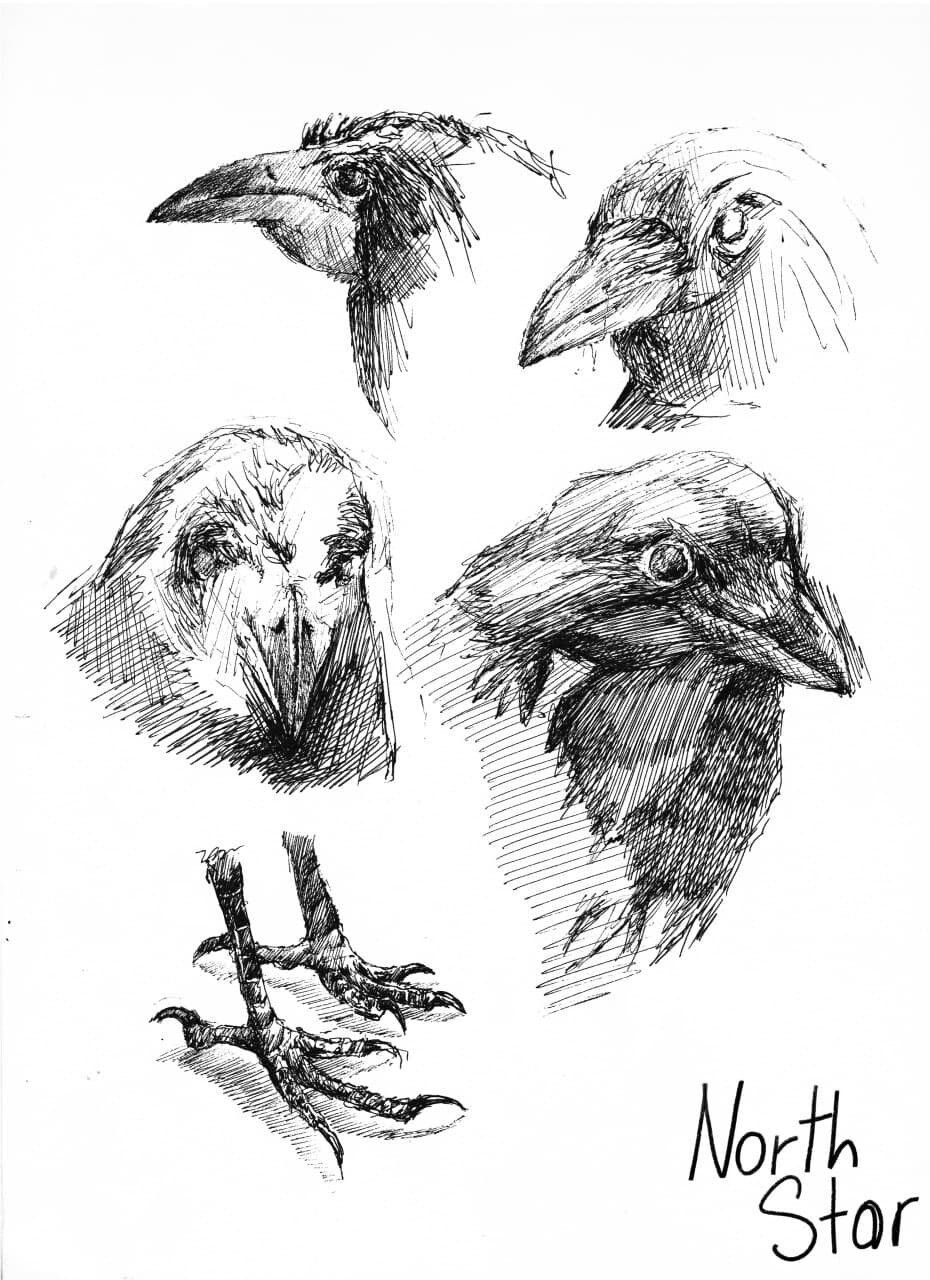 ArtStation - crow sketches