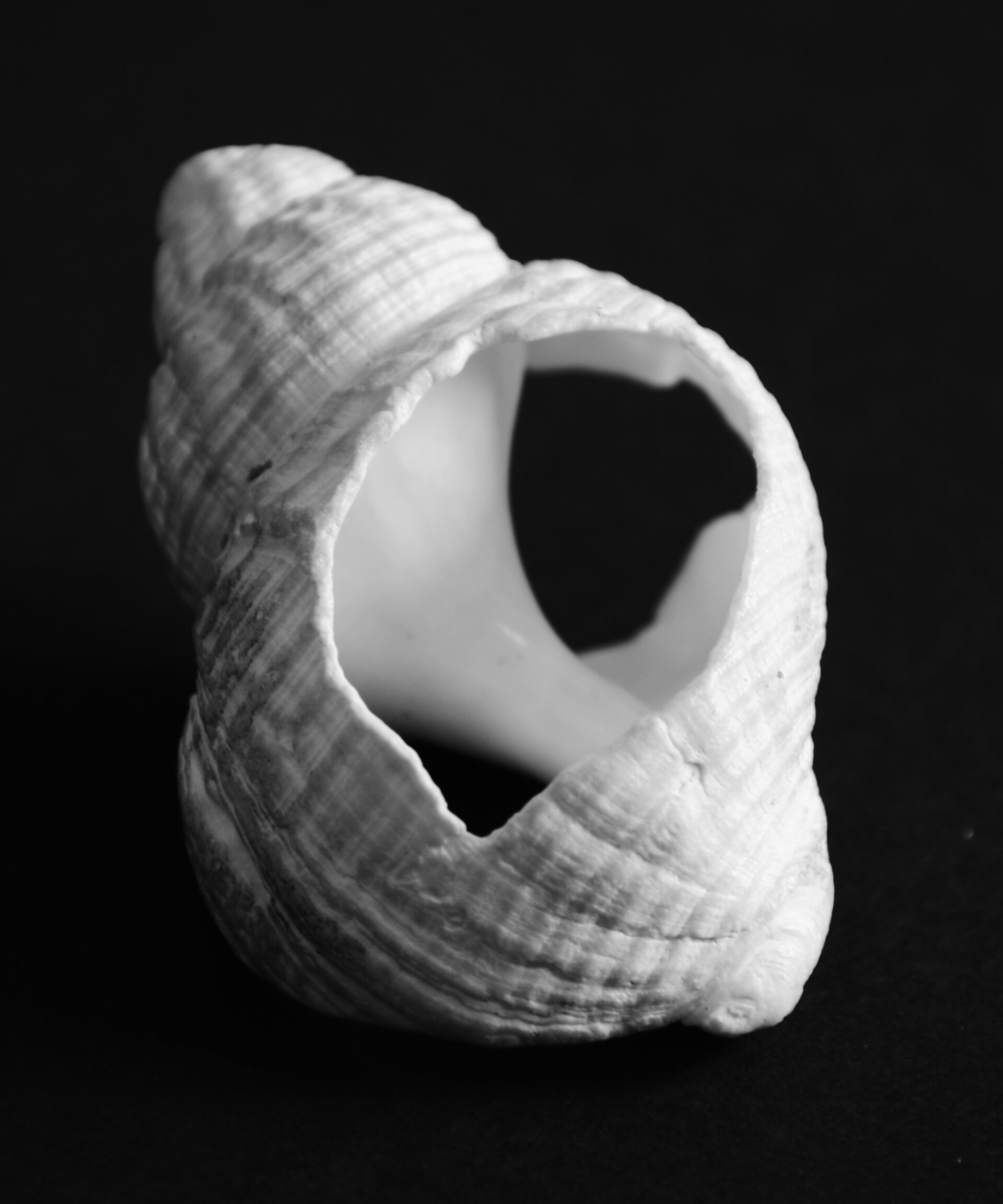 ArtStation - Photography work (Edward Weston)