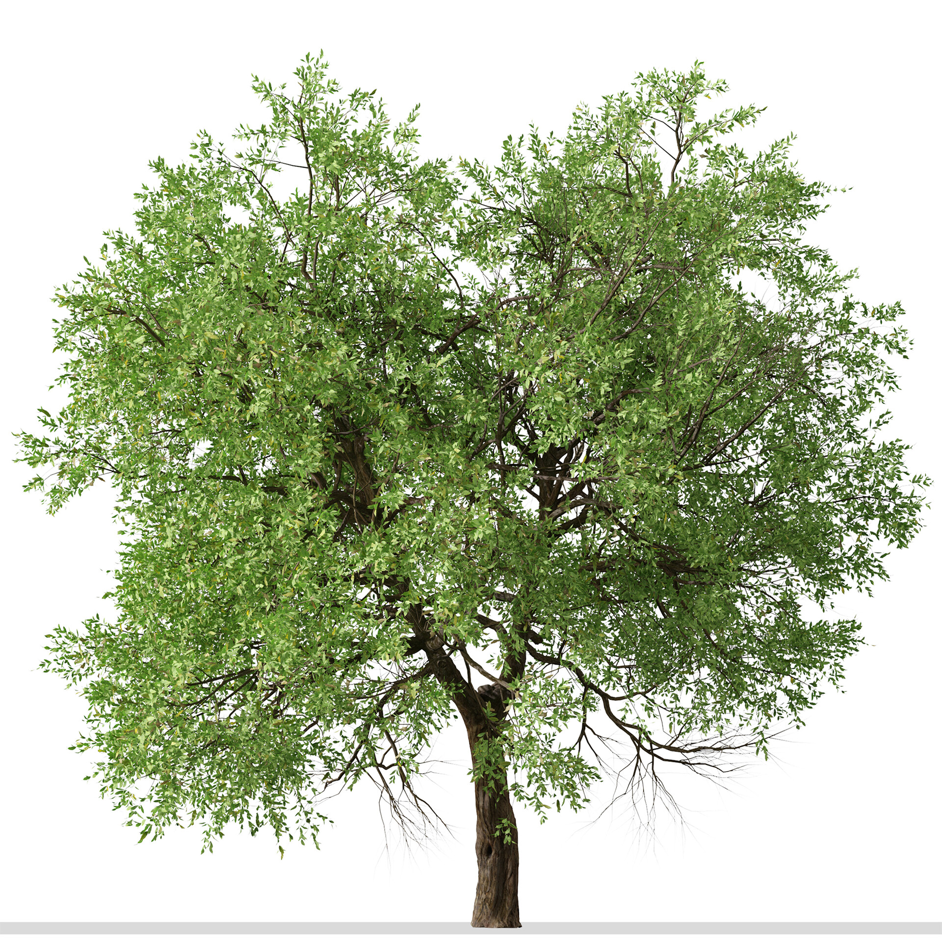 Moonik Office - Set of Maclura pomifera Tree ( Osage orange ) (2 Trees)