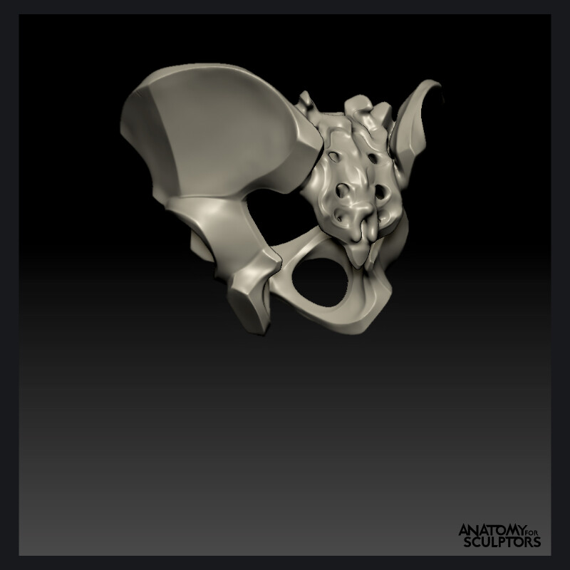 Anatomy For Sculptors - Bubble butt