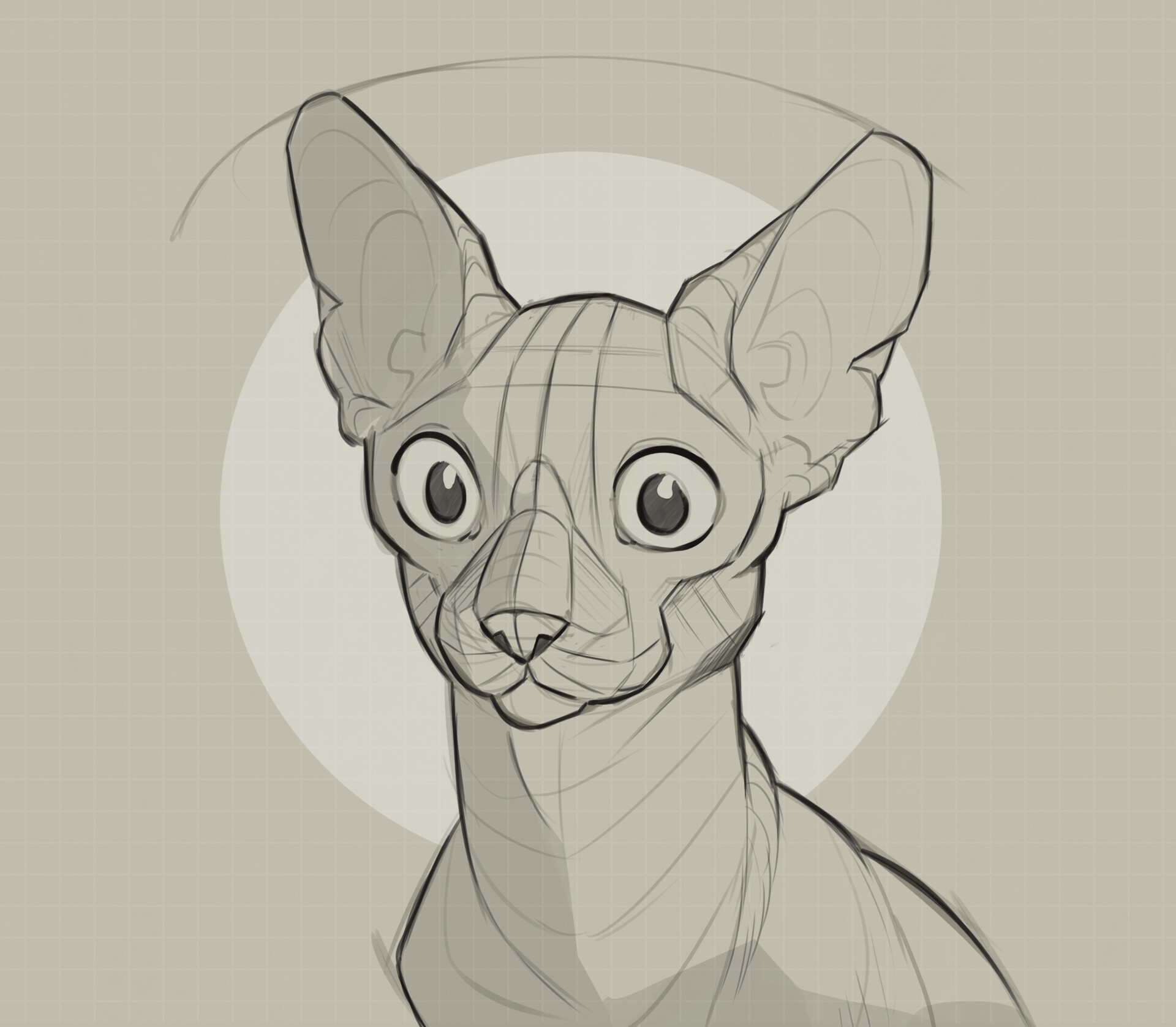 ArtStation - Cornish Rex - Studies