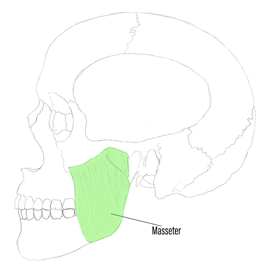 Alejandro Flores Pérez - 05 Estudio de Referencias Musculares: Rostro