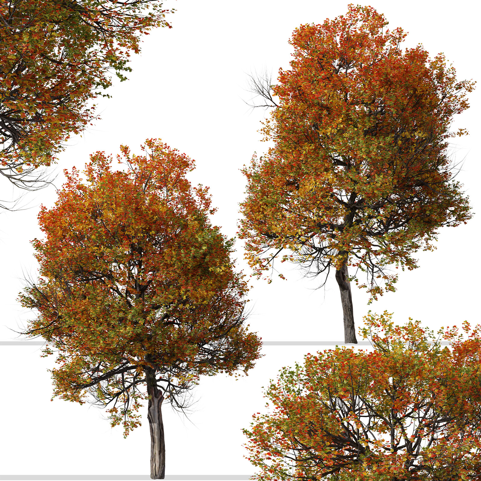 Moonik Office - Set of Acer miyabei Tree ( Miyabe maple ) ( 2 Trees )