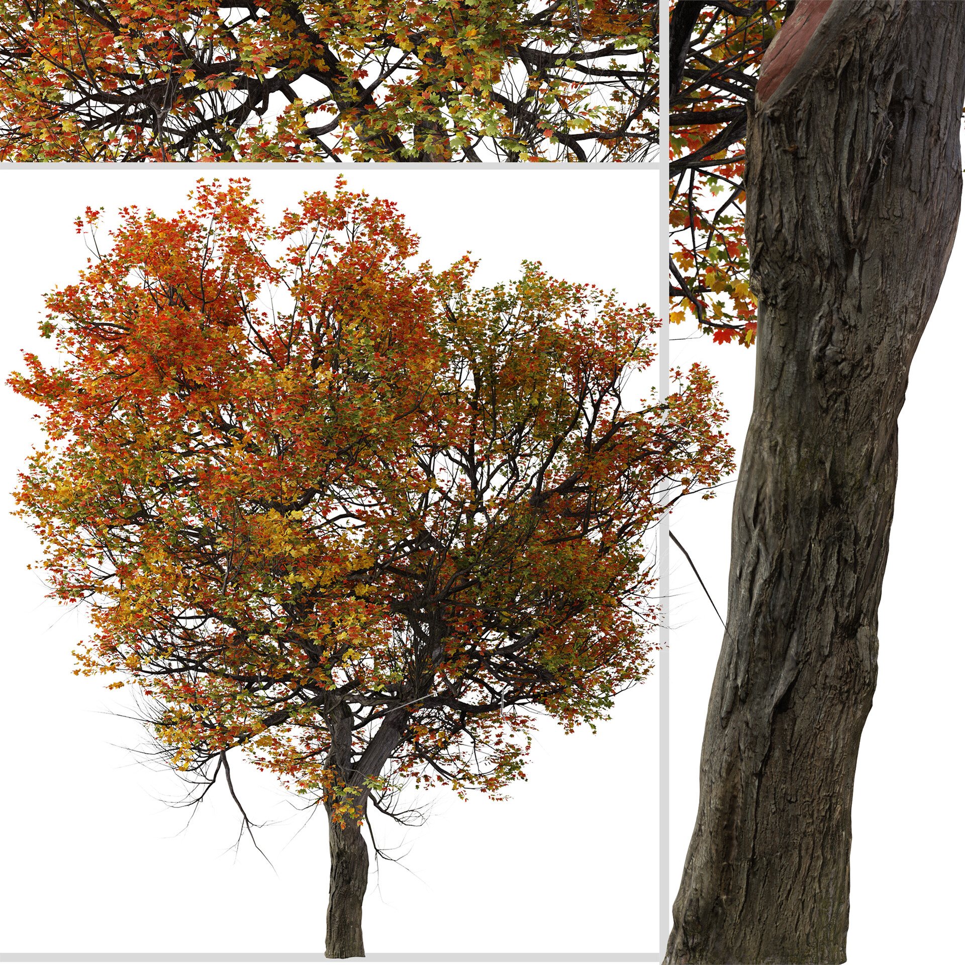 Moonik Office - Set of Acer miyabei Tree ( Miyabe maple ) ( 2 Trees )