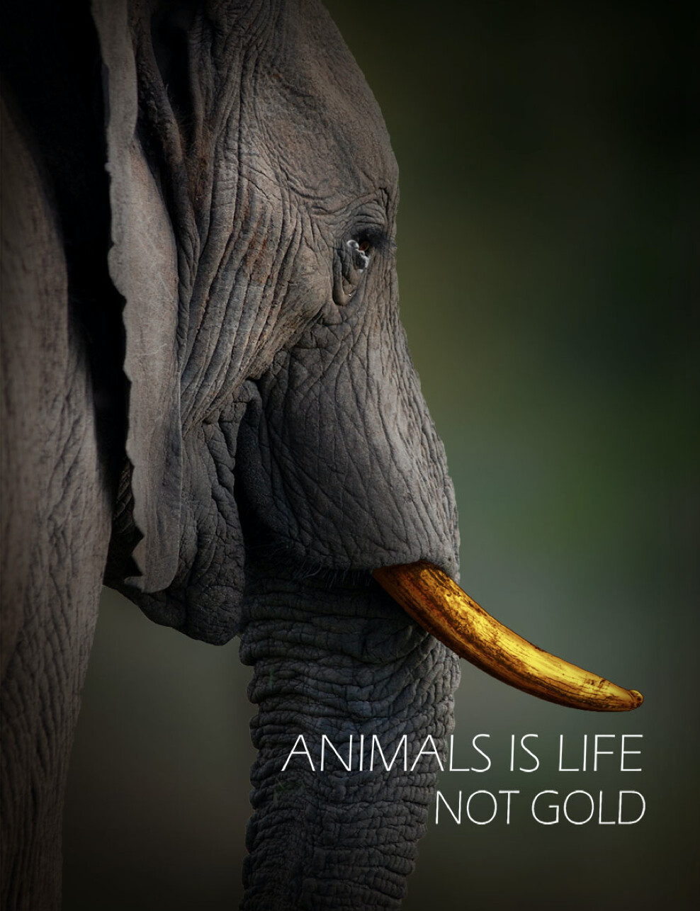 ArtStation - animals are life