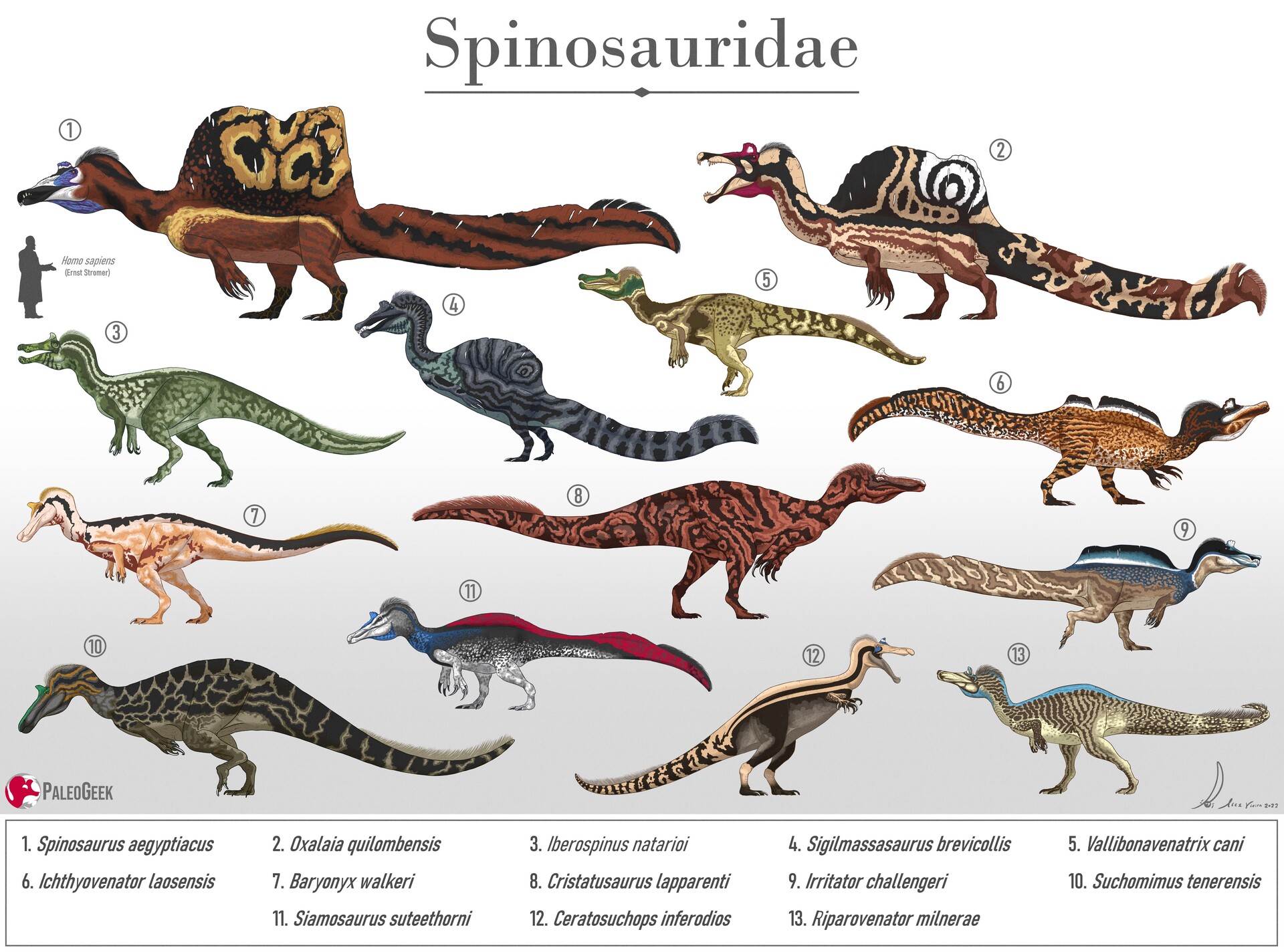 ArtStation - Spinosauridae Family Size Chart