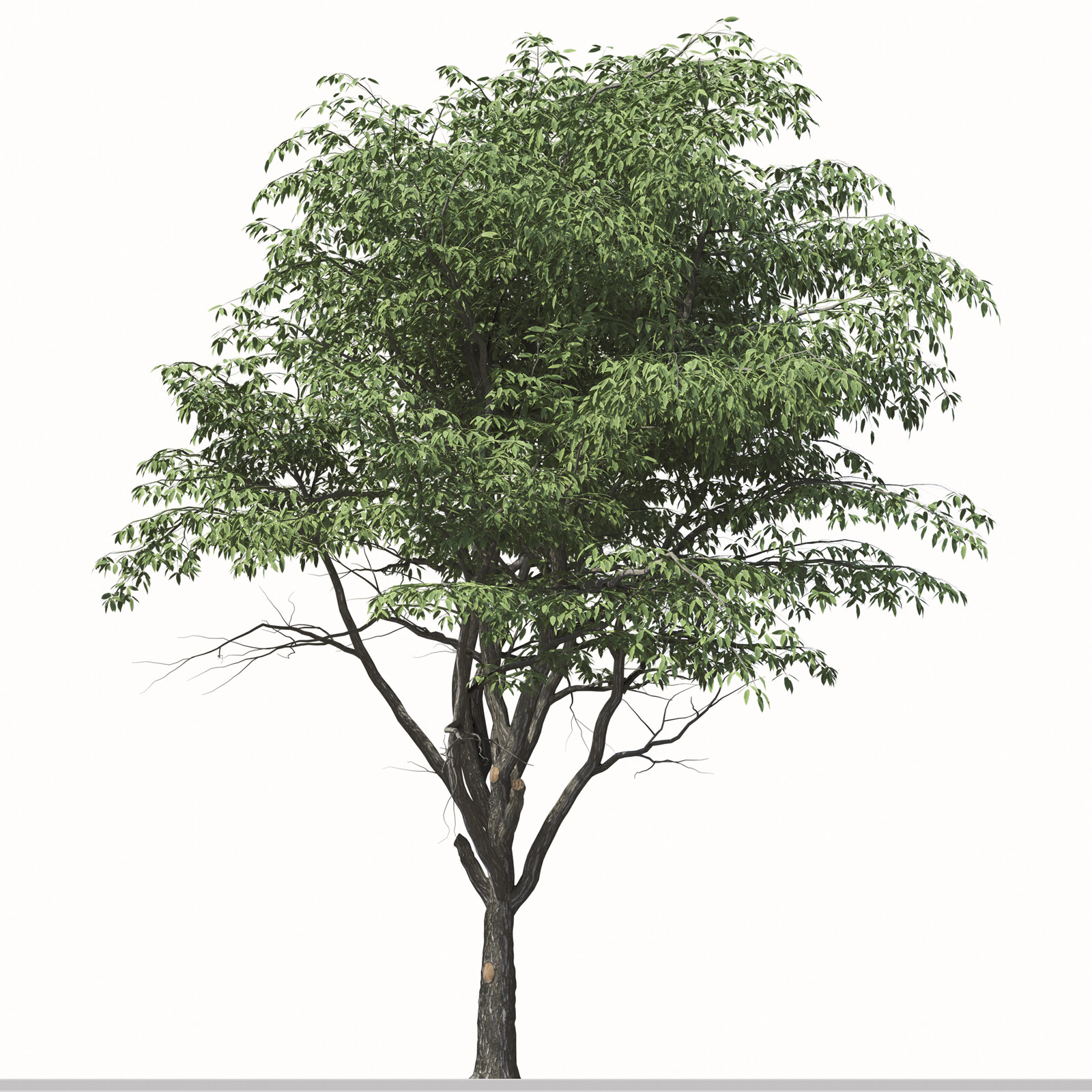 Moonik Office - Set of Pterocarya stenoptera Trees (Chinese wingnut) (2 ...