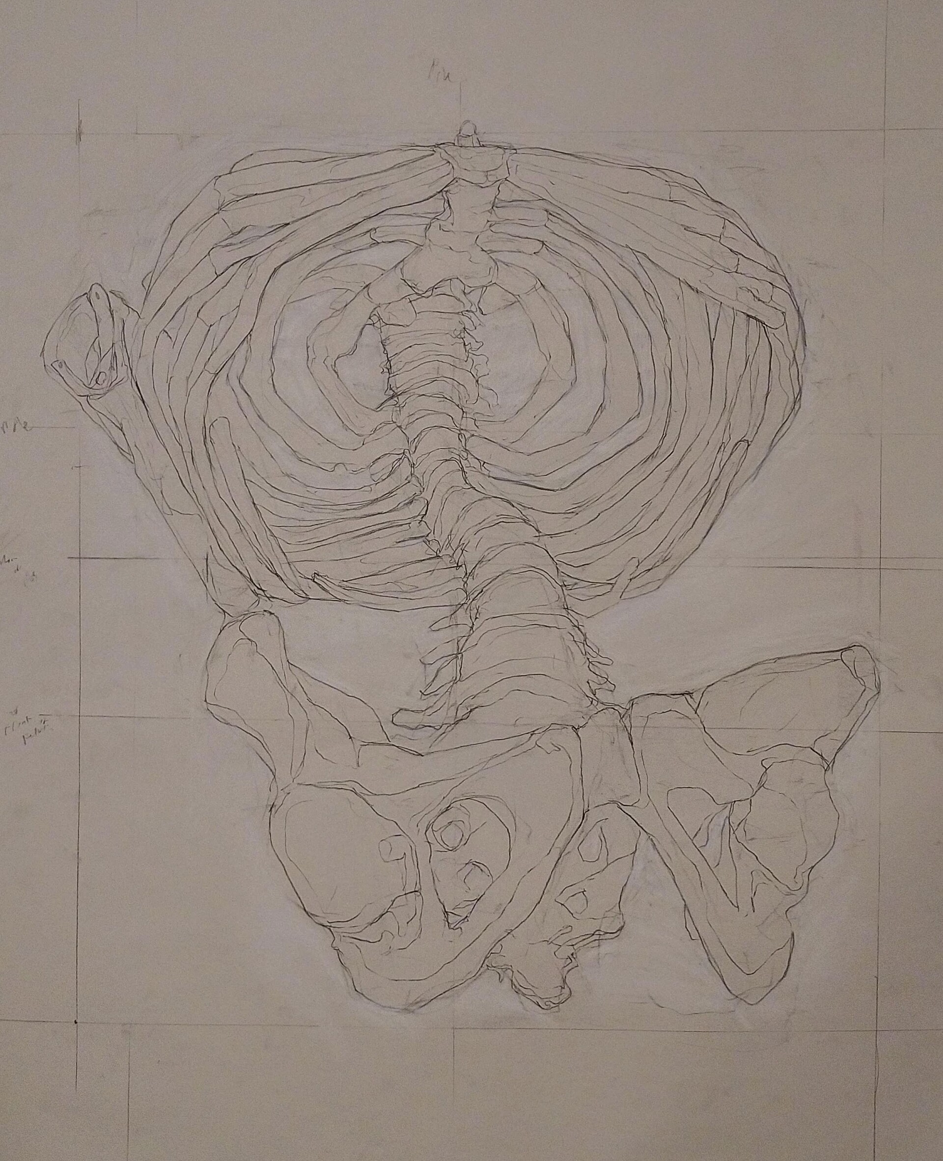 ArtStation - Life Drawing - Ribcage and Pelvis