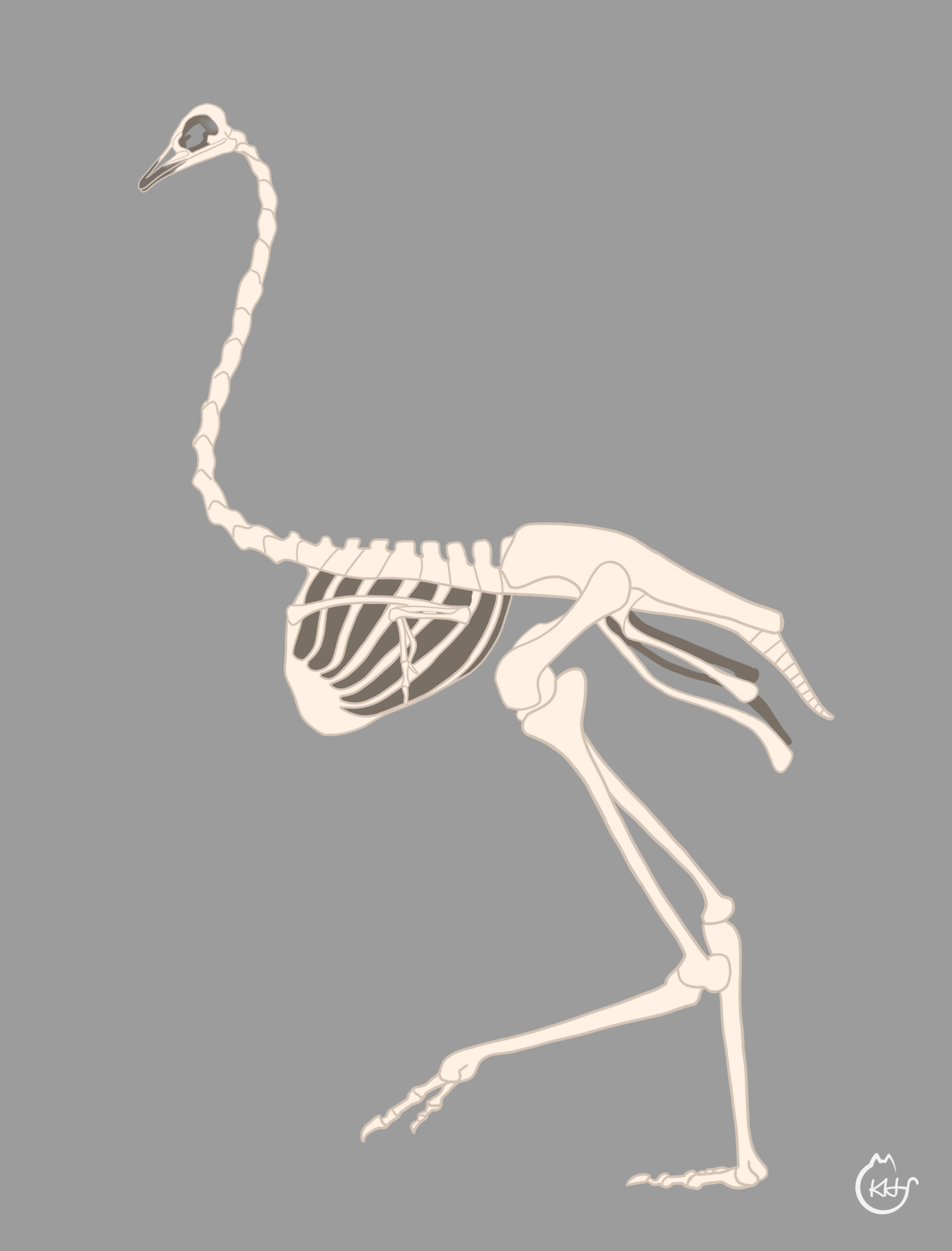 Kat Hoppe - Animal Anatomy Studies