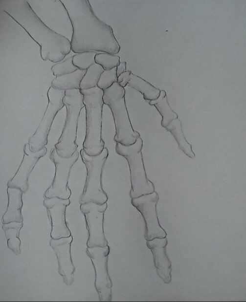 ArtStation - Hand bones study 1