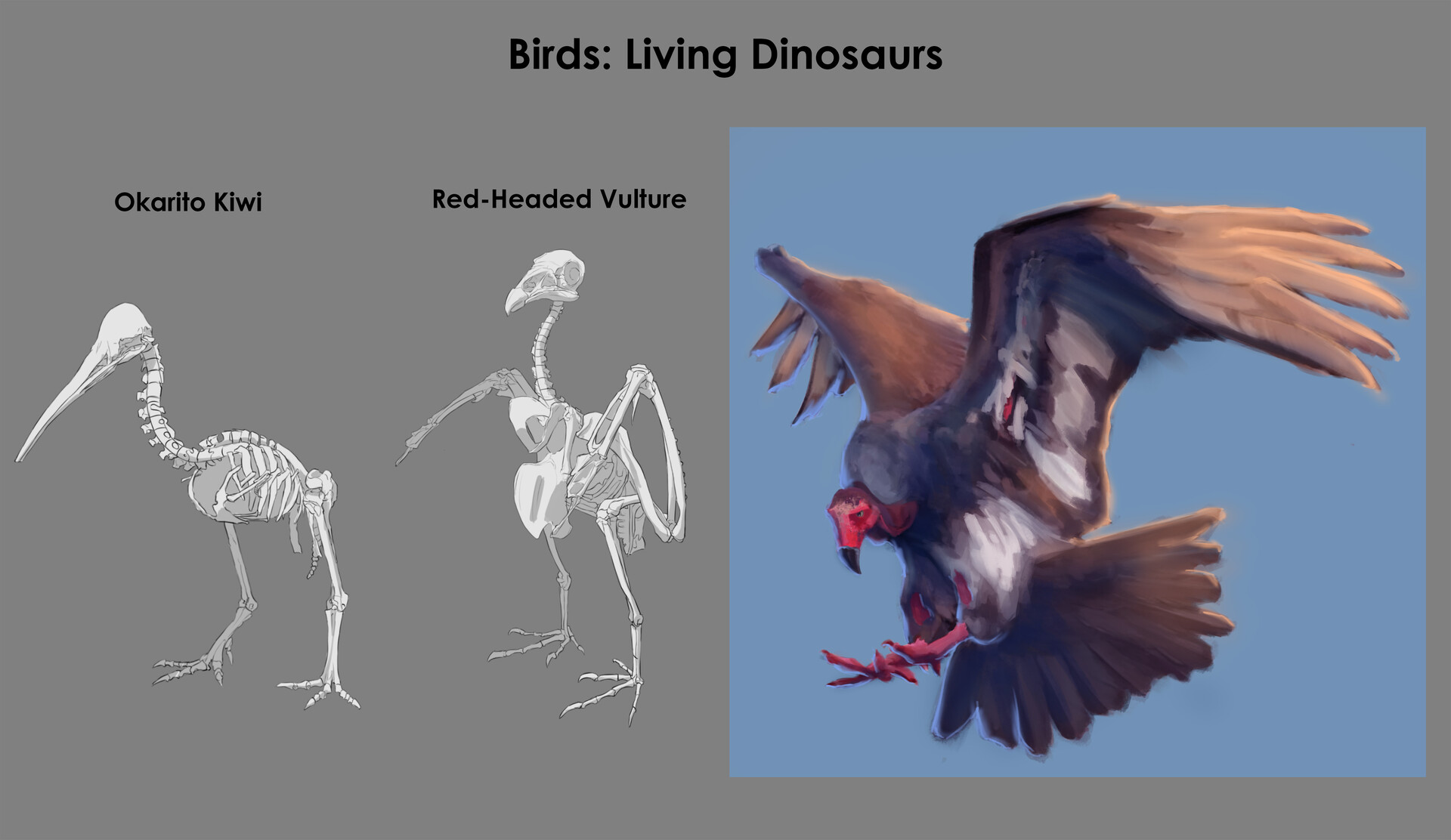 ArtStation - Birds Anatomy Study
