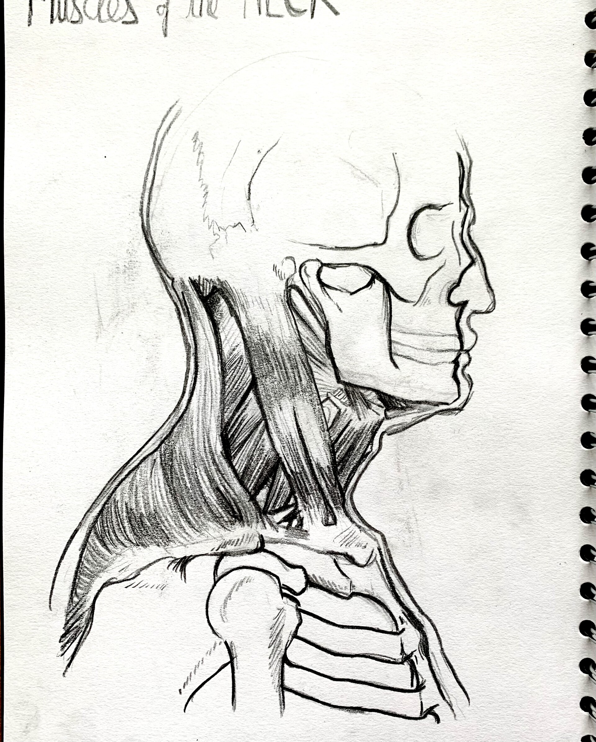 ArtStation - Neck muscles study