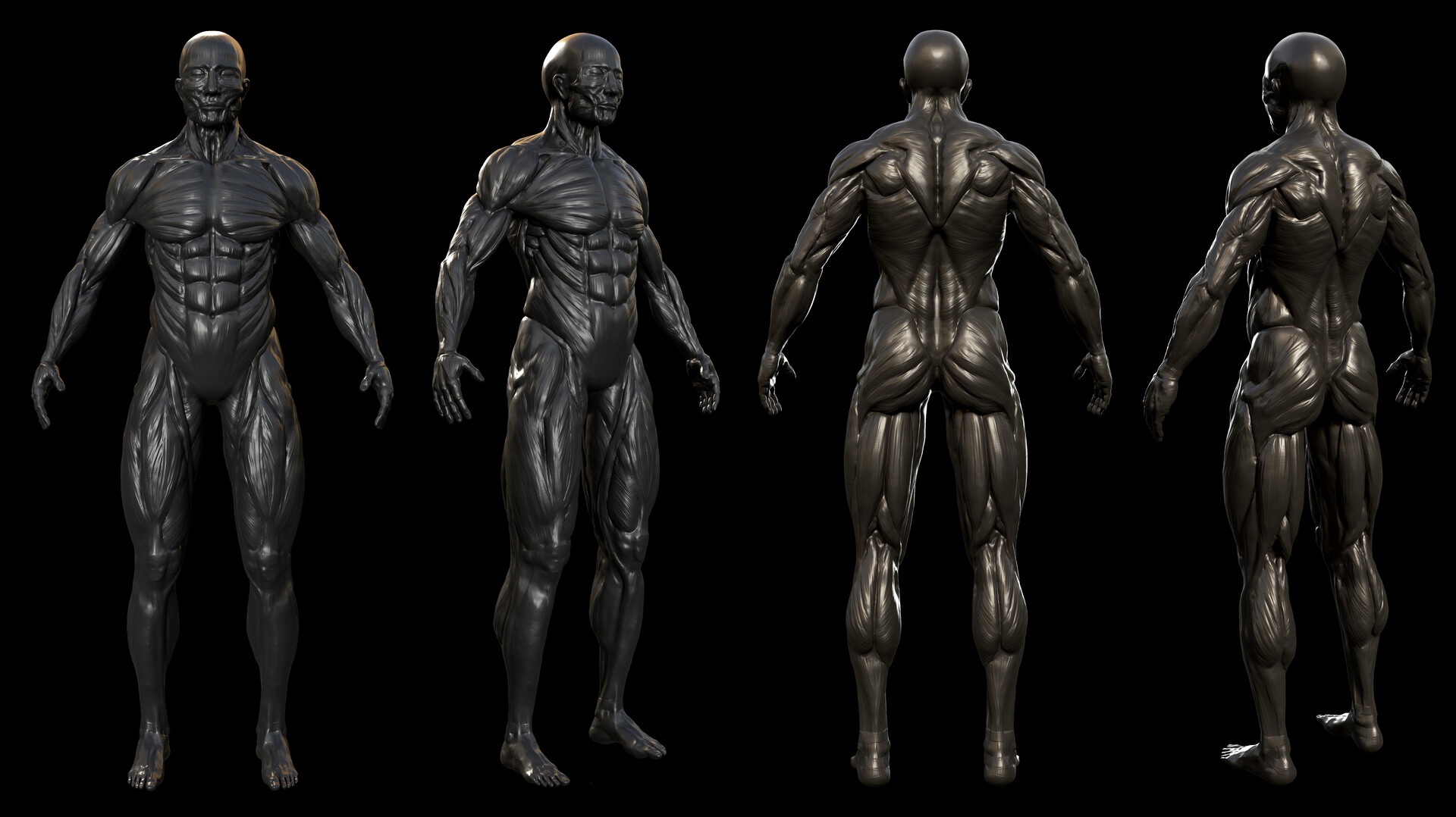 ArtStation - Ecorché