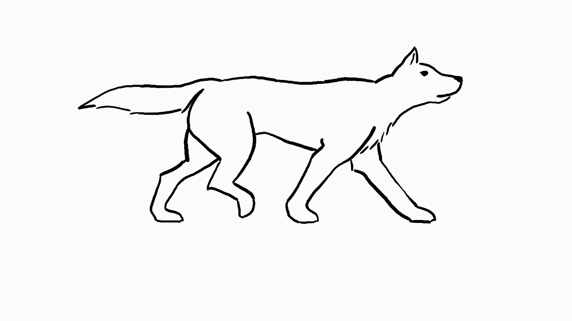 ArtStation - 2D animation exercice: animal walk & run study