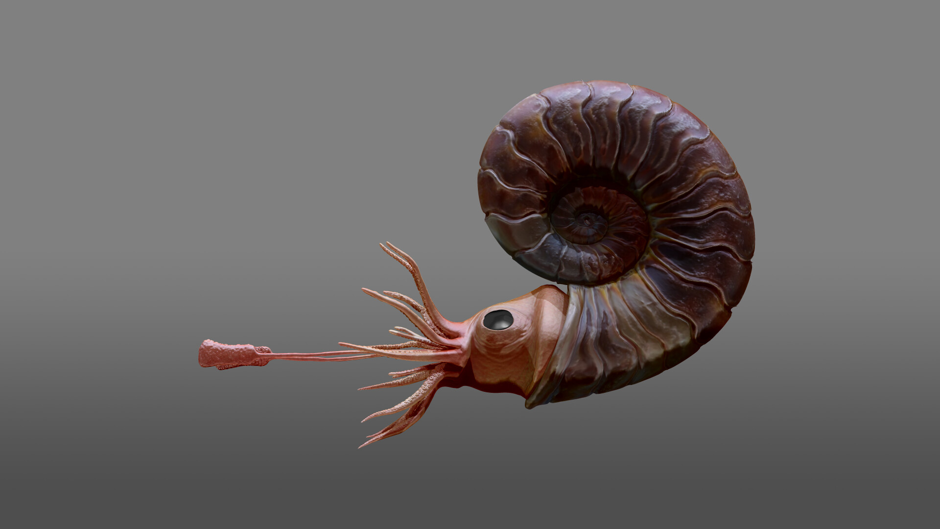 ArtStation - Amonite