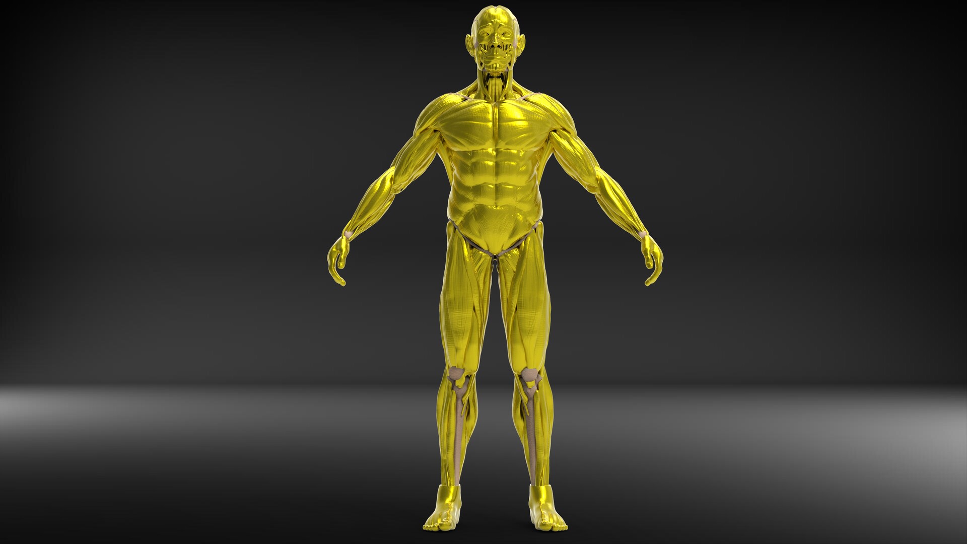 ArtStation - Gold Anatomy men