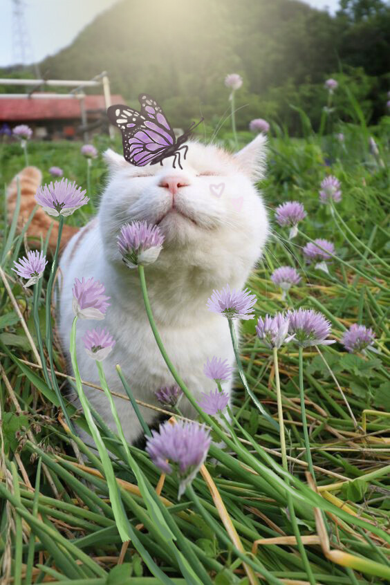 ArtStation - Cat in a Field