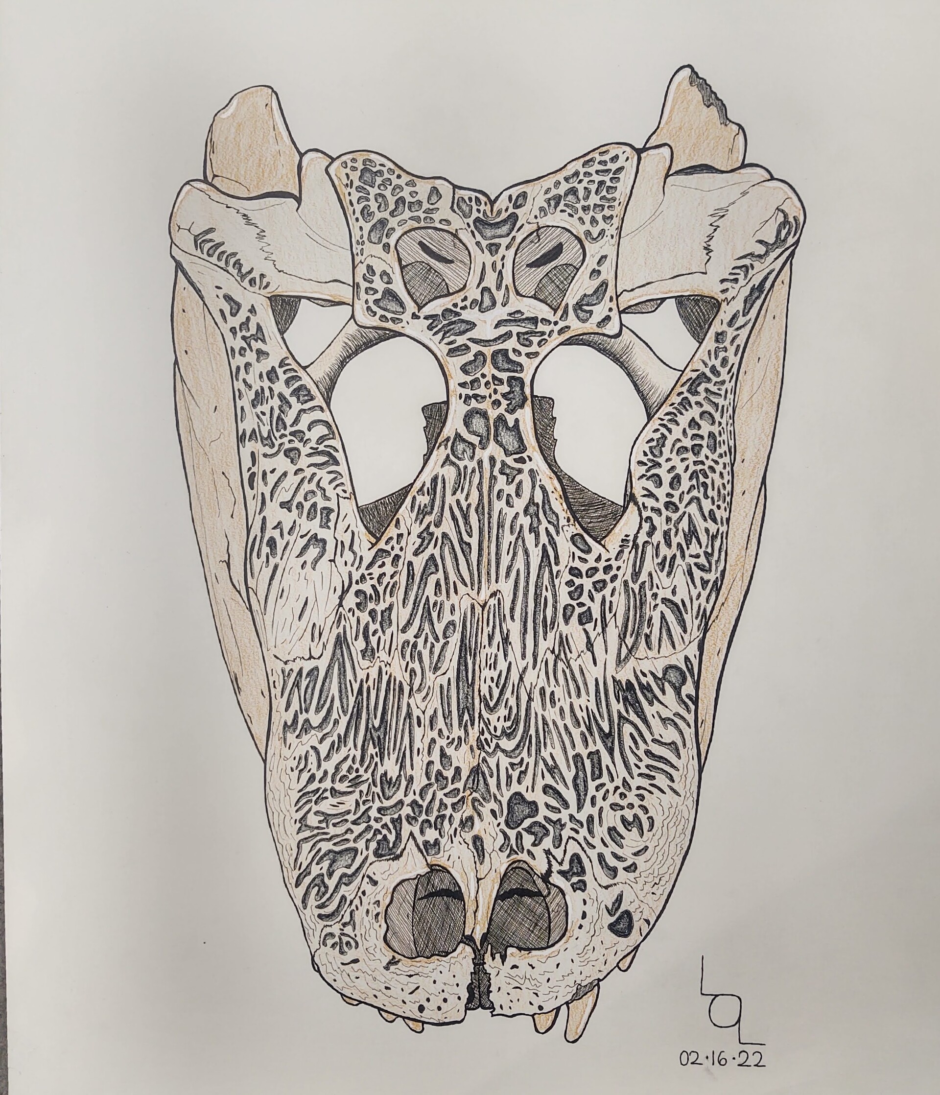 ArtStation - Alligator Skull Illustration