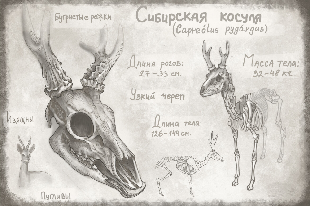 antelope skeleton drawing