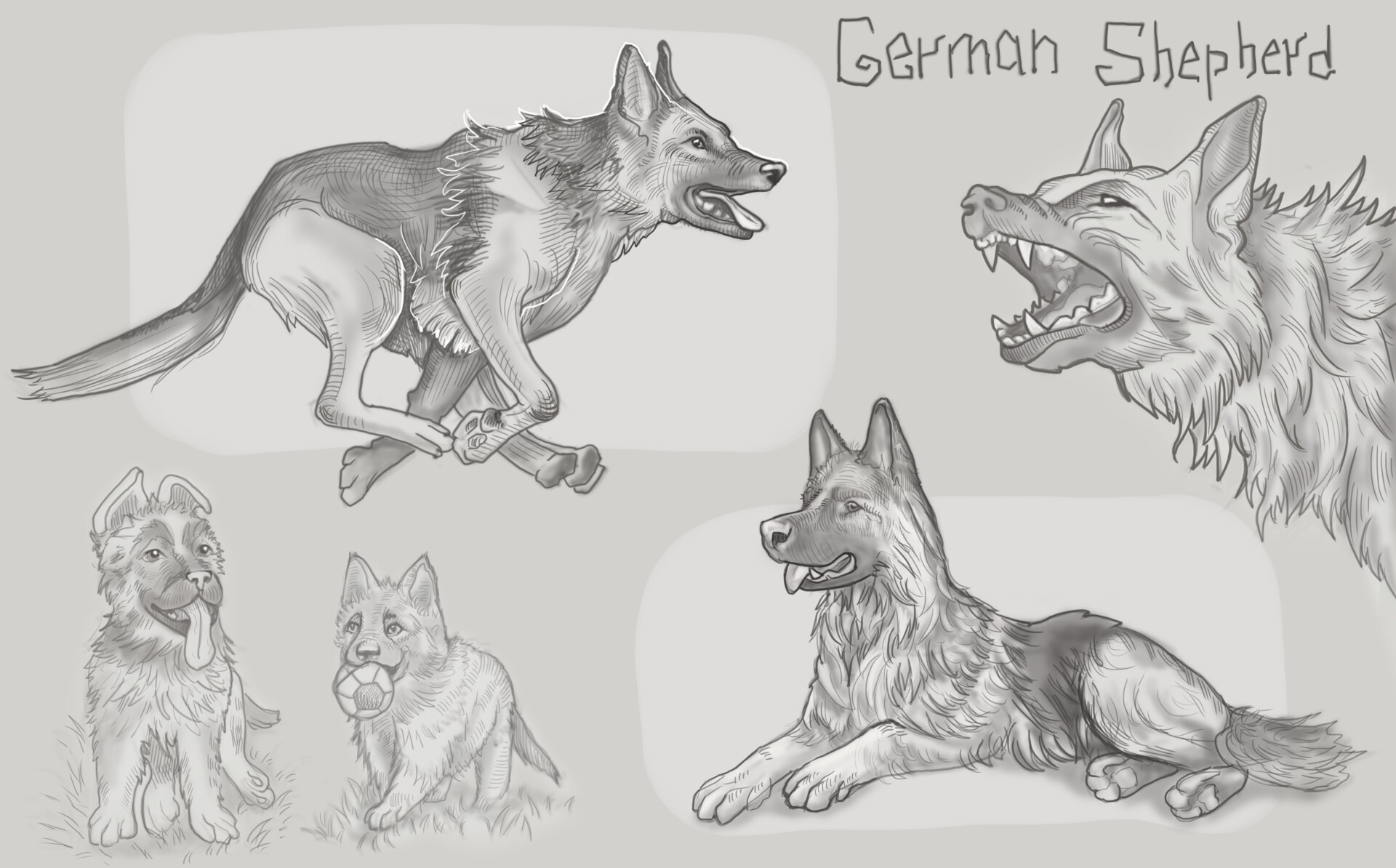 ArtStation - German Shepherd