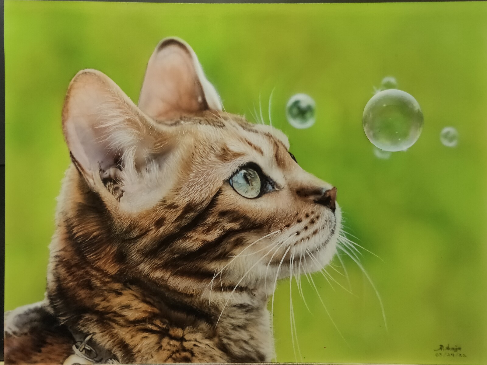Airbrush Ninja Cat And Bubbles By Airbrush Ninja