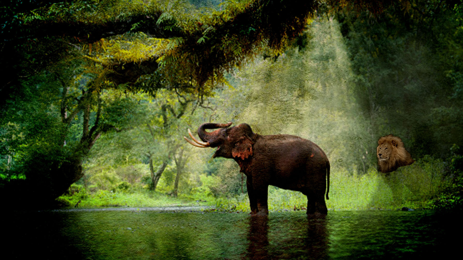 ArtStation - Nature & Animal Work