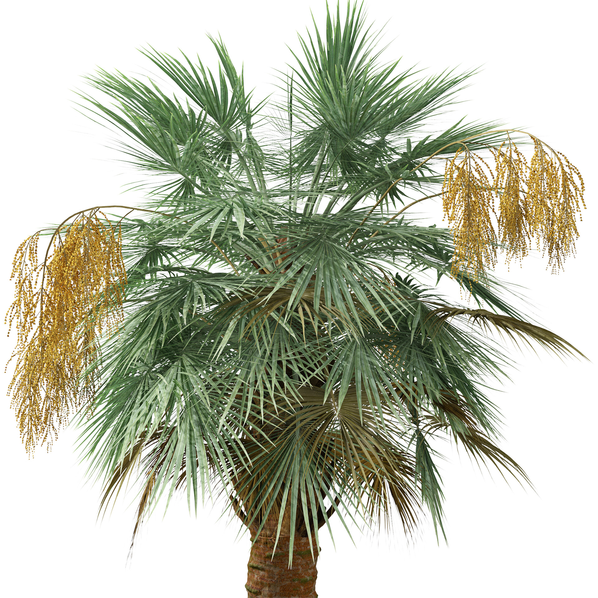 Moonik Office - Set of Guadalupe palm Tree ( Brahea edulis ) (2 Trees)