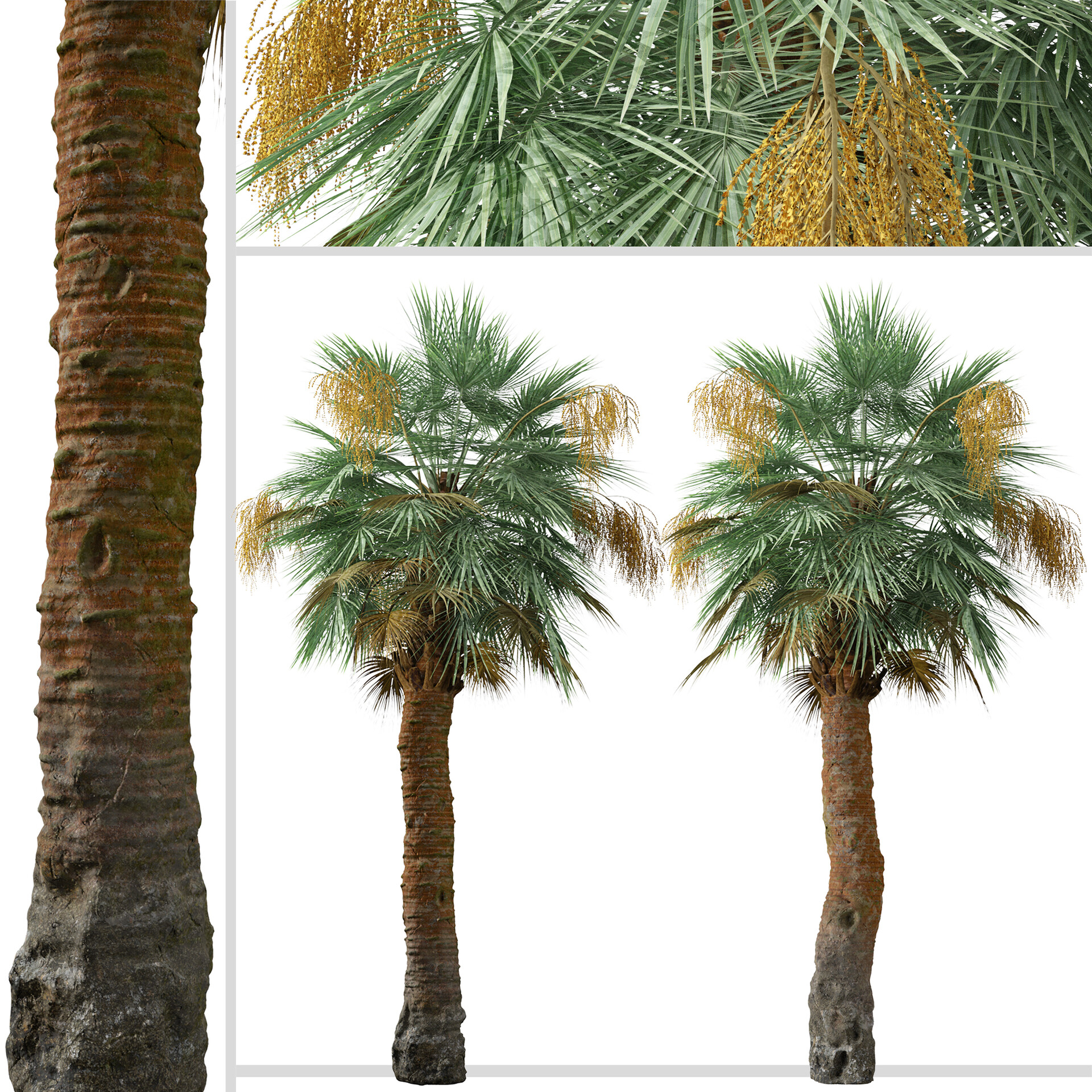 Moonik Office - Set of Guadalupe palm Tree ( Brahea edulis ) (2 Trees)