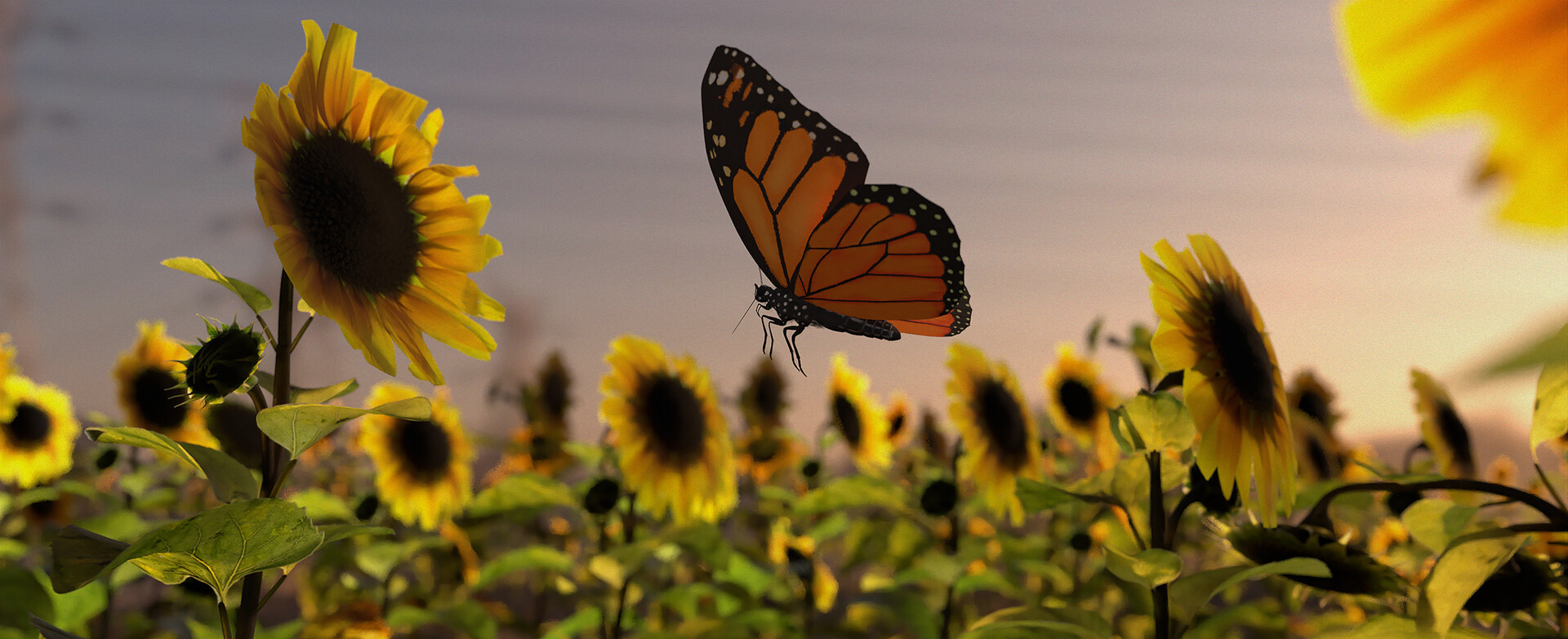 Chandra Sekar - Butterfly Morning