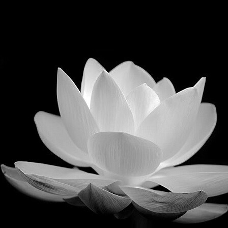 ArtStation - Sad Flower