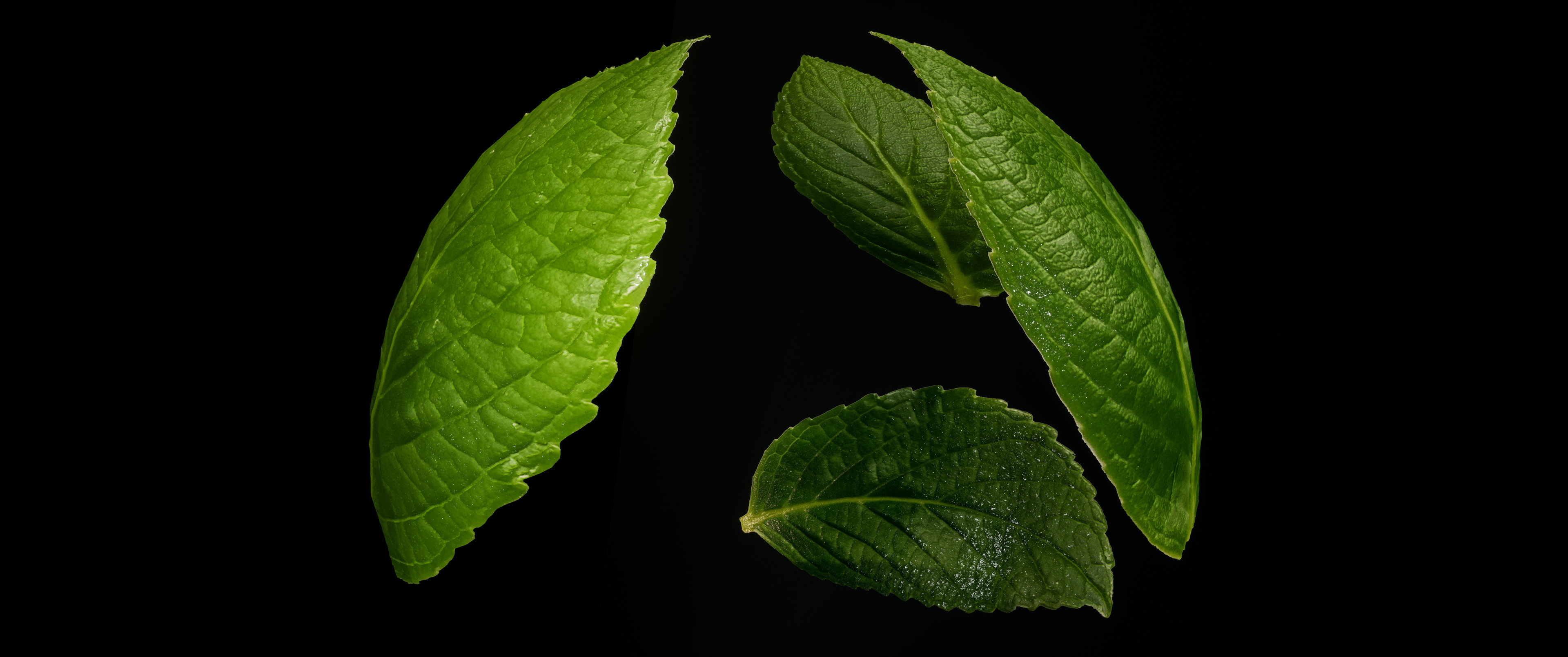 Dean Mewis - European Leaf Atlas material