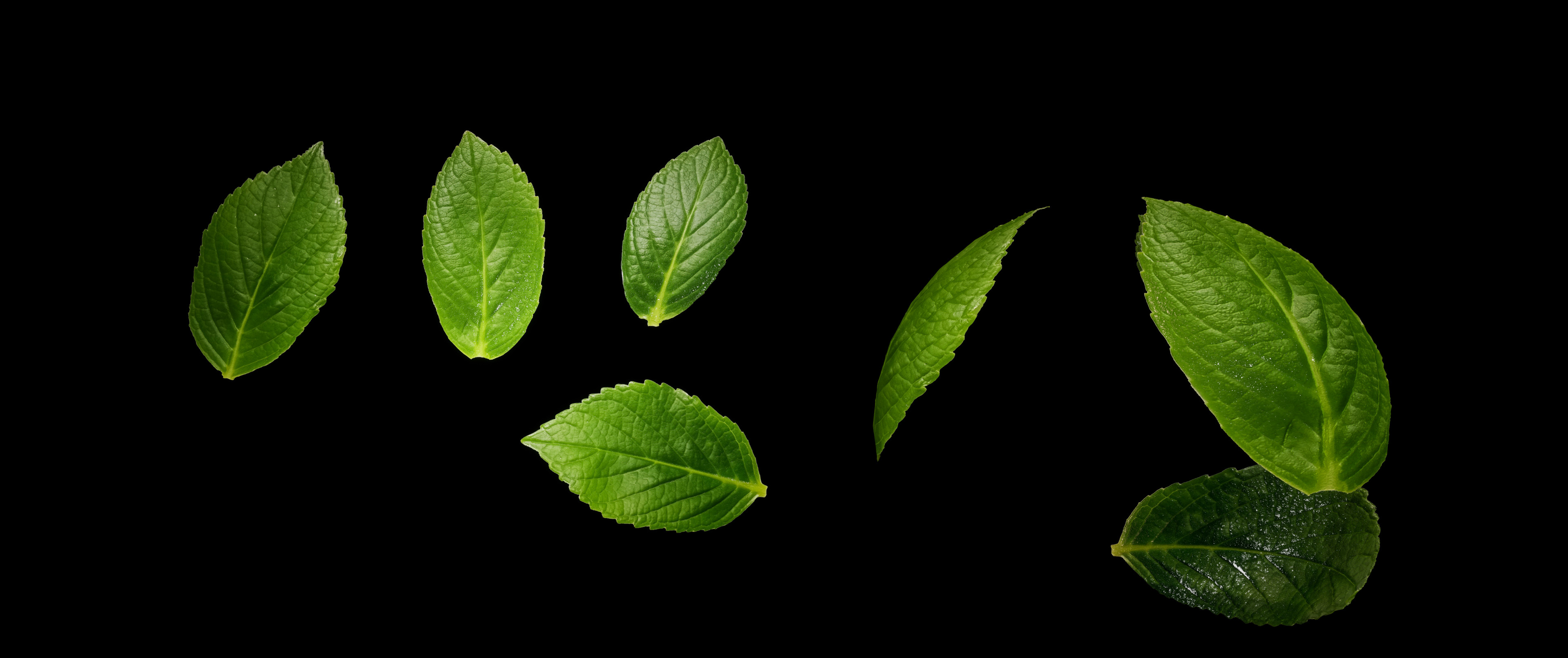 Dean Mewis - European Leaf Atlas material