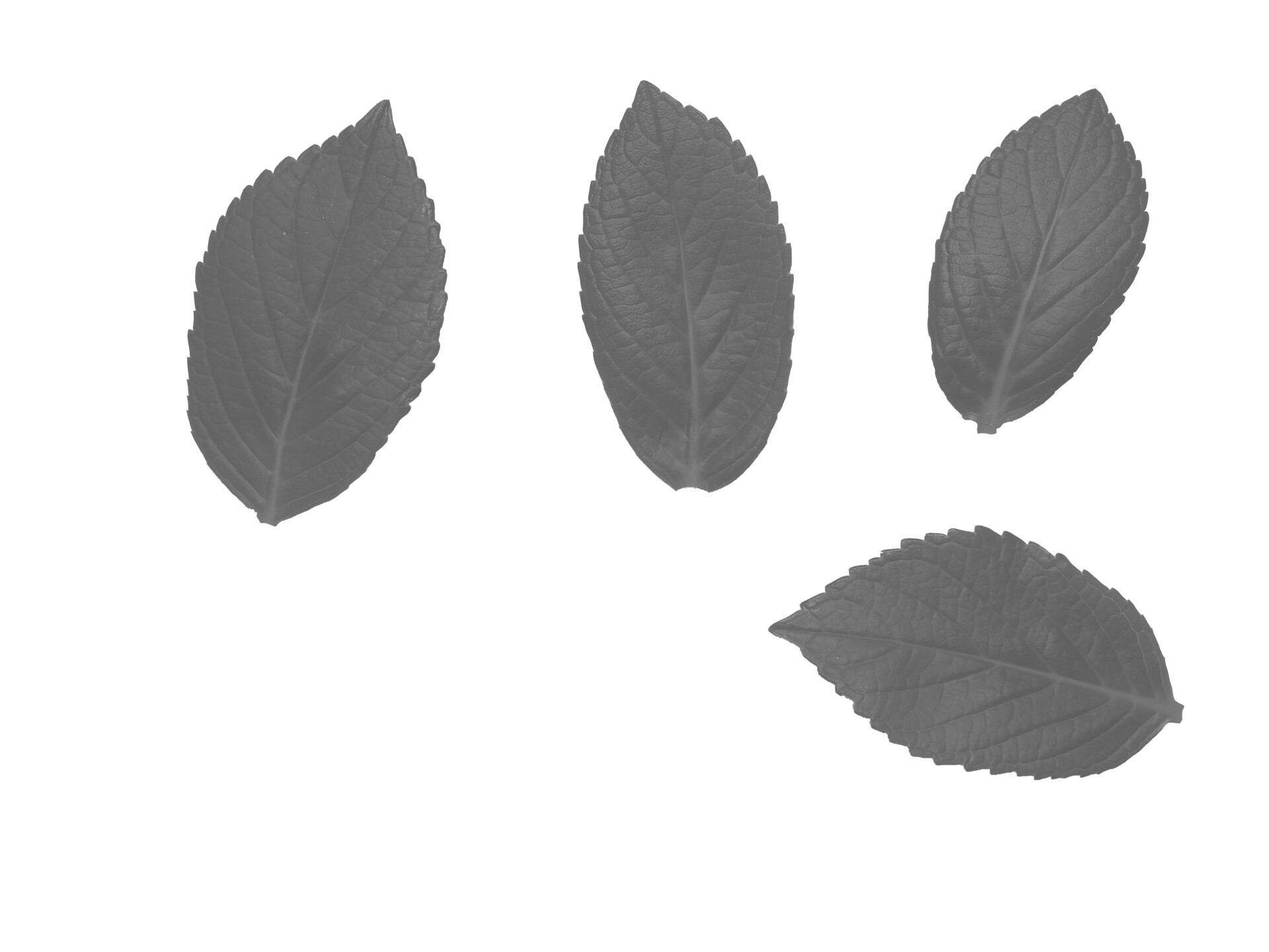 Dean Mewis - European Leaf Atlas material