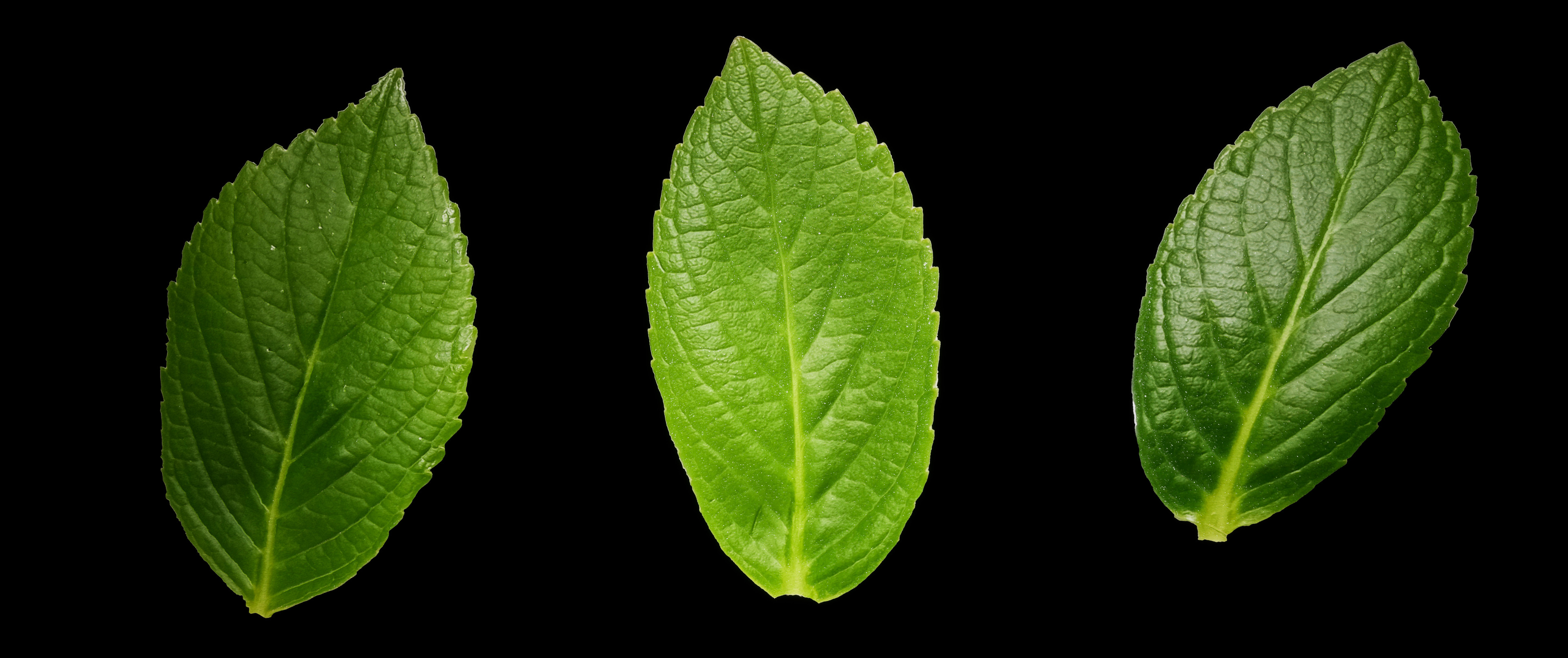 Dean Mewis - European Leaf Atlas material