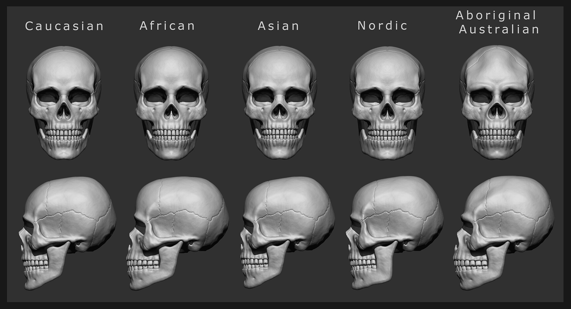 Javier Ortega - Human Skull - Anatomical Study