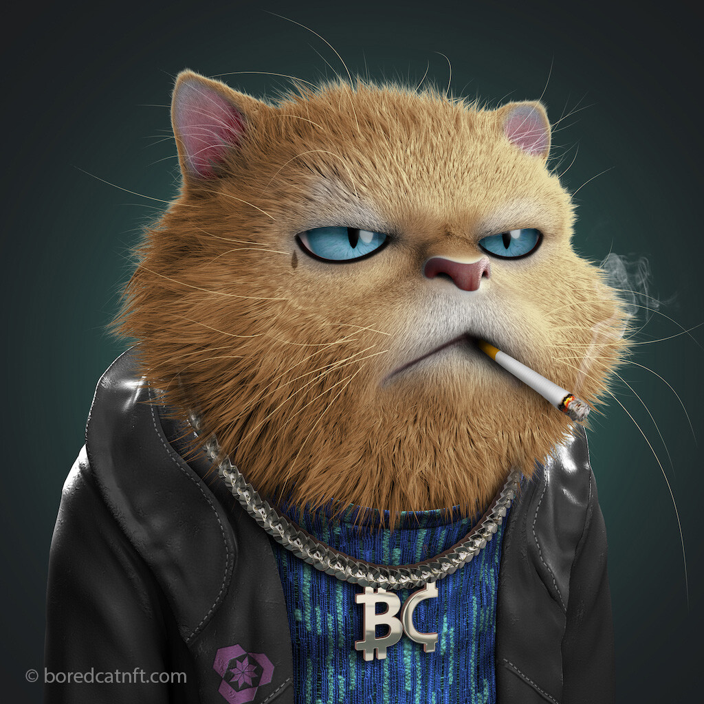 bored cat nft