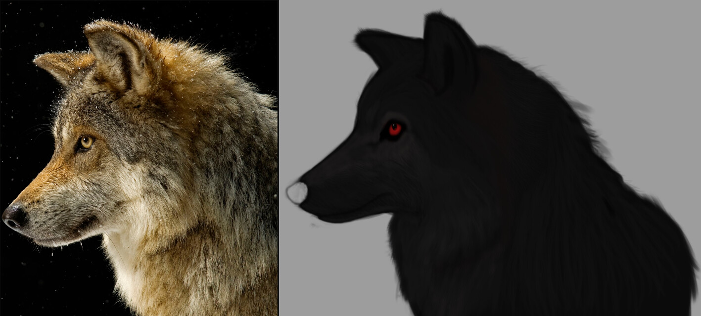 Rasmus Thornqvist - Study: Wolf