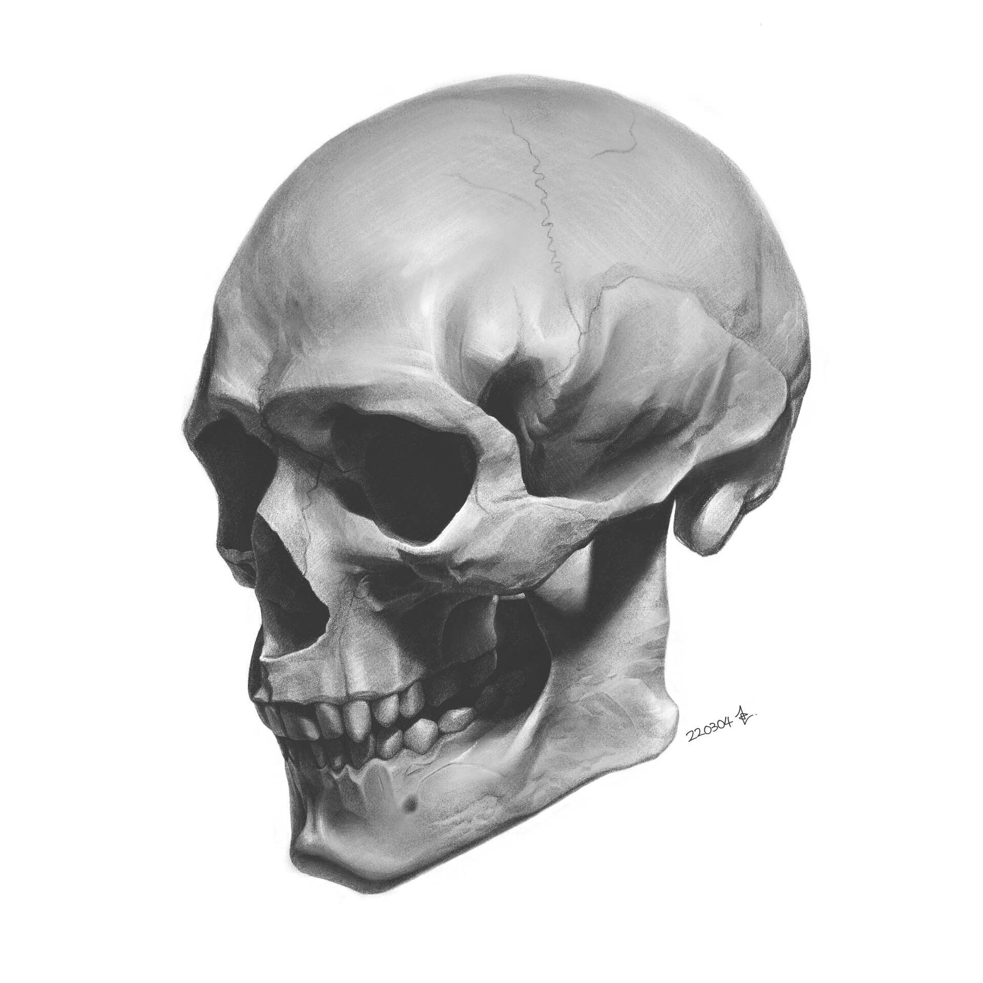 how to draw a realistic skull side view