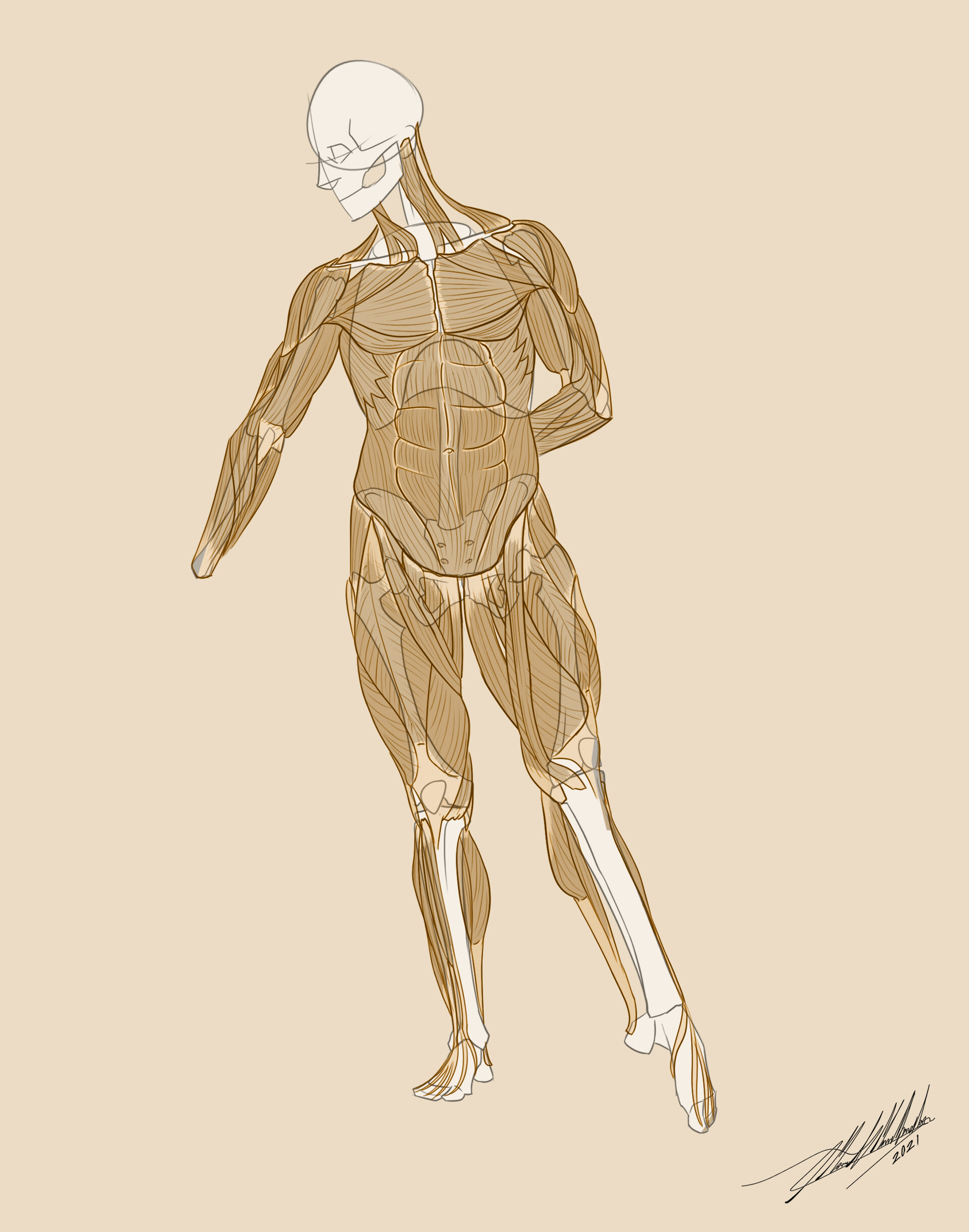 ArtStation - Digital Life Drawing Studies