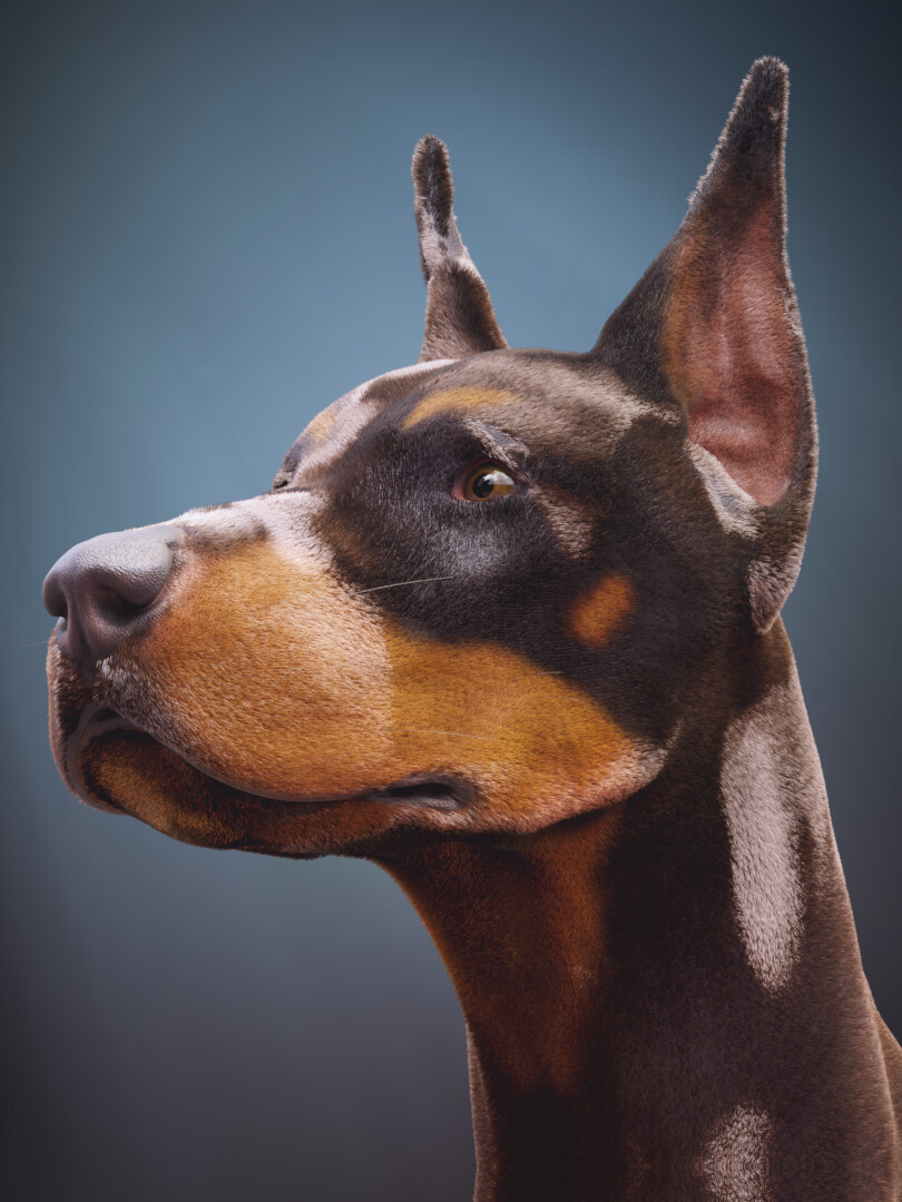 ArtStation - David Blaya | Doberman pinscher, Anatomy study
